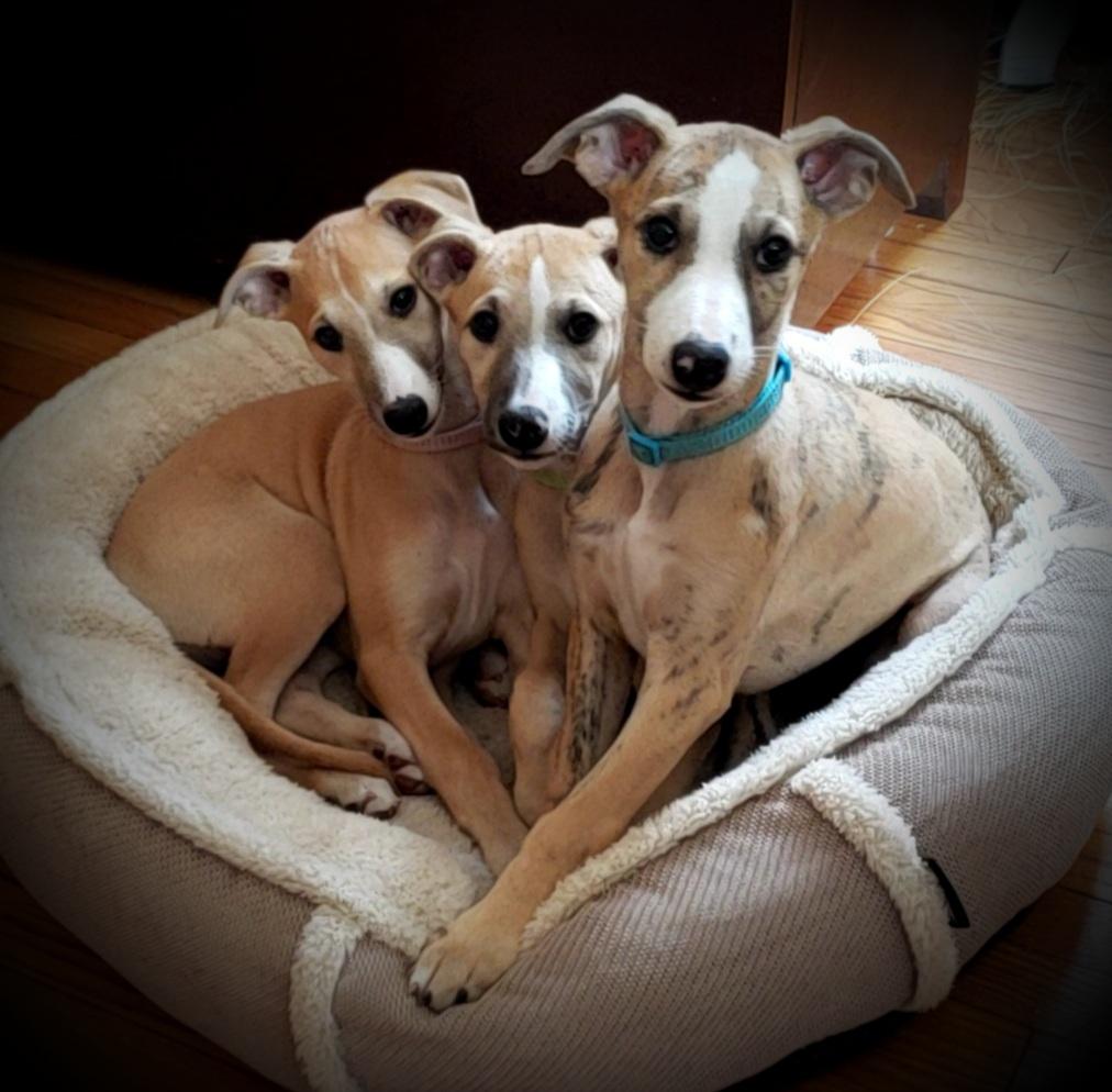 Debra Stafford's Whippets in California | Whippet puppies | Good Dog