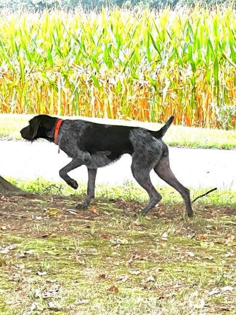 Triple Springs Farm in Kentucky | German Wirehaired Pointer puppies ...