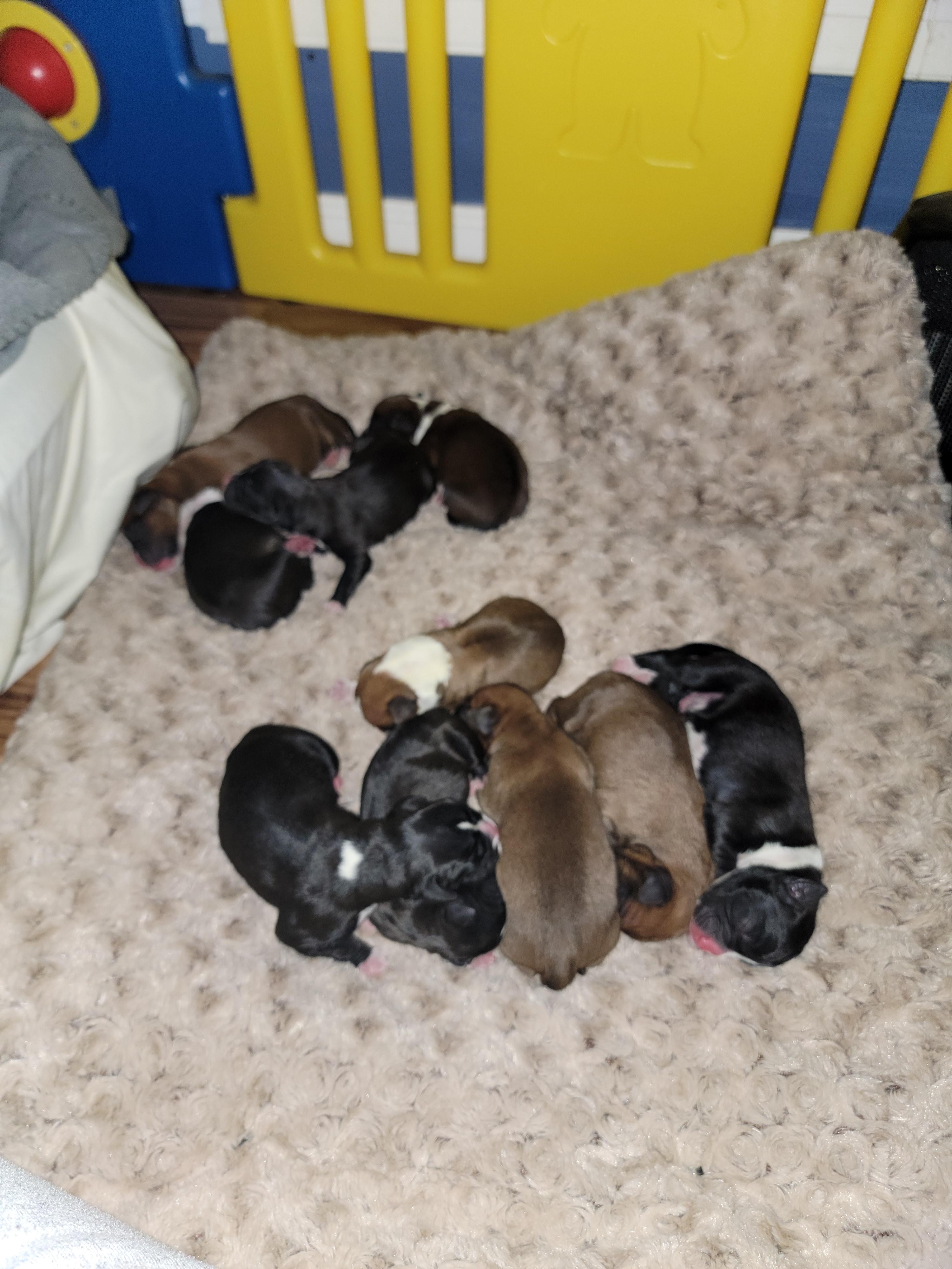 B&B Boxers in Georgia | Boxer puppies | Good Dog