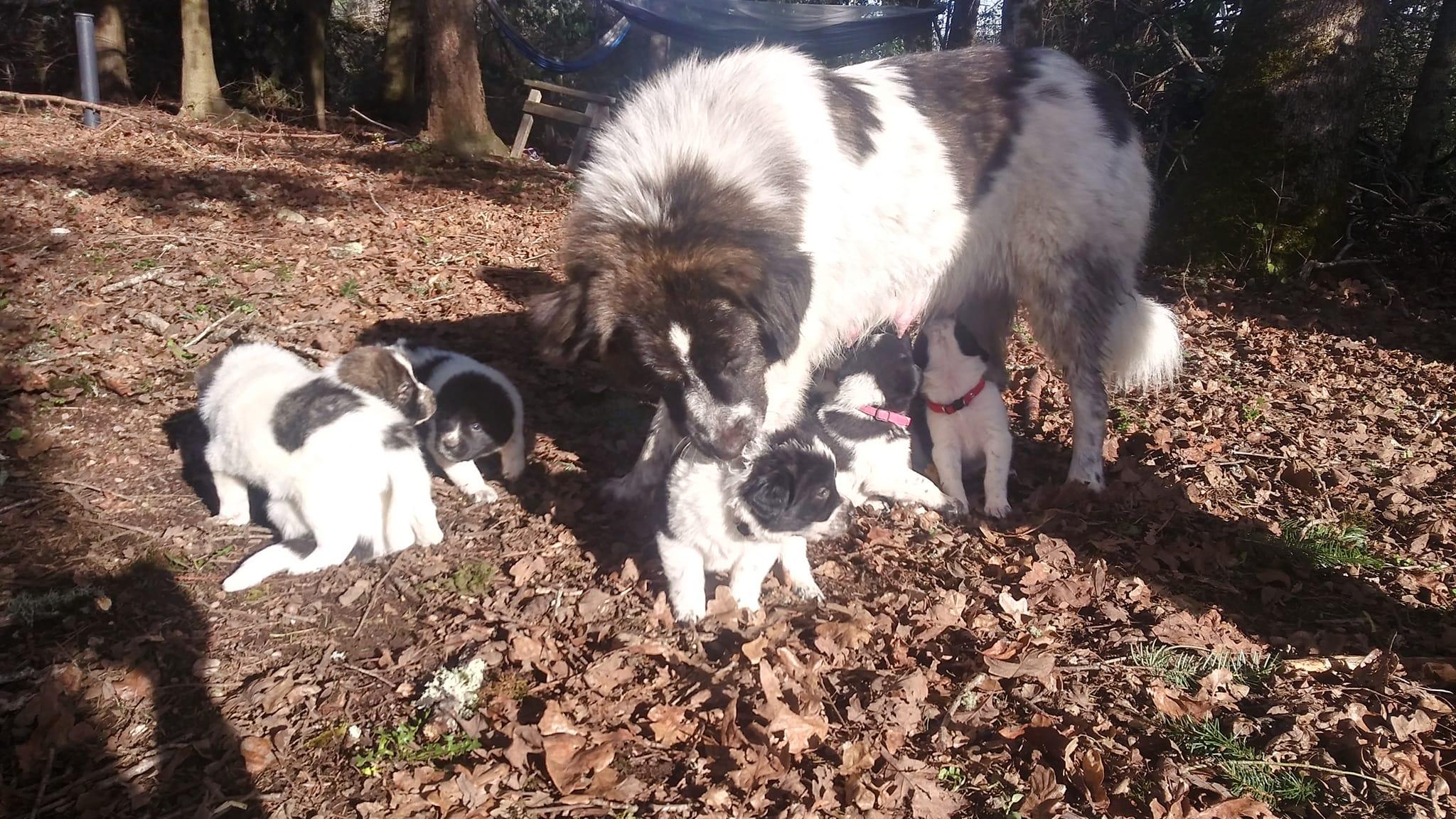 Mercy Gates Farm in Oregon | Karakachan puppies | Good Dog