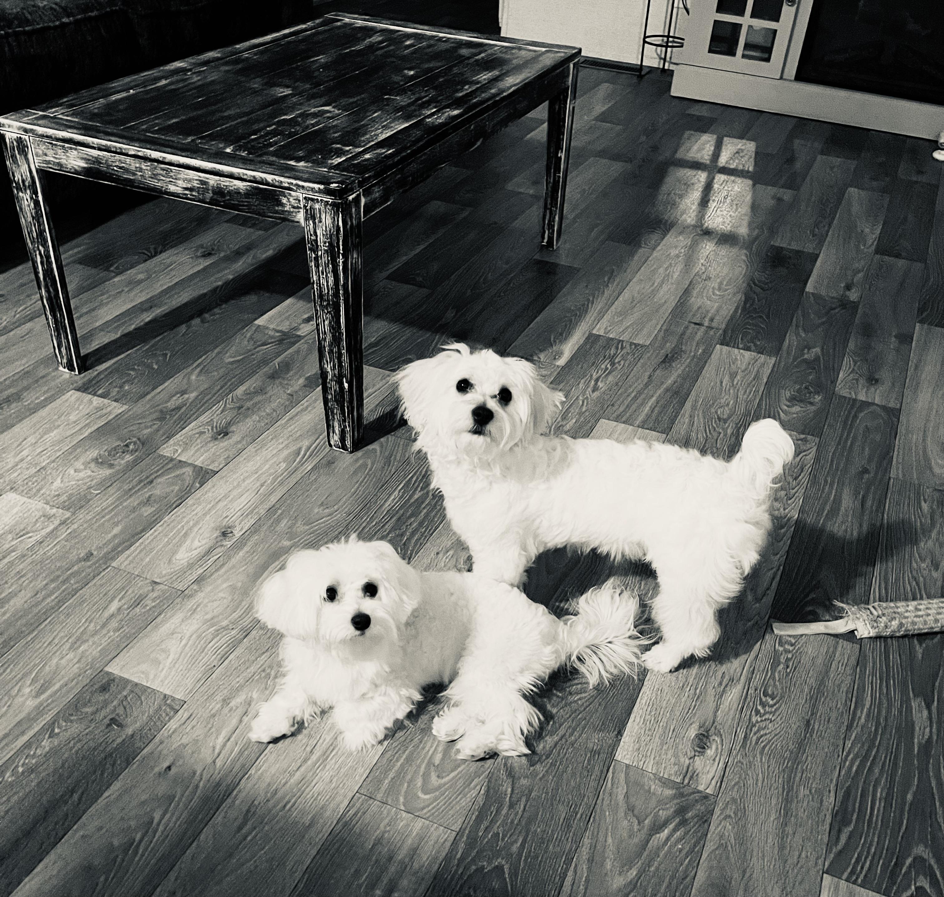 Mimi’s Babies in Indiana | Maltese puppies | Good Dog
