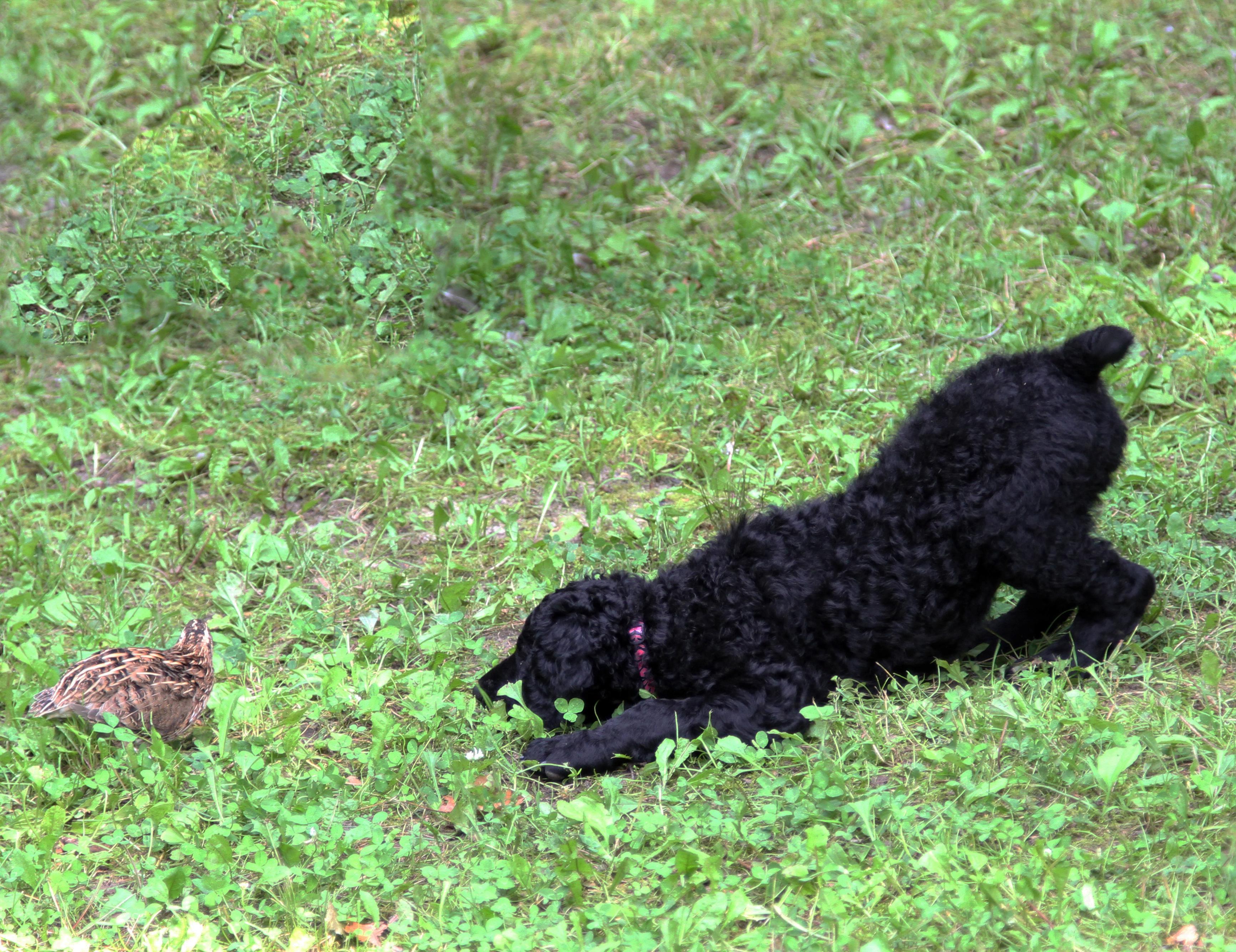 Podunk CCRs in partnership with The Thompson's in Illinois | Curly ...