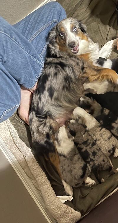 Duclops Ranch Aussies in Texas | Miniature Australian Shepherd and Toy ...