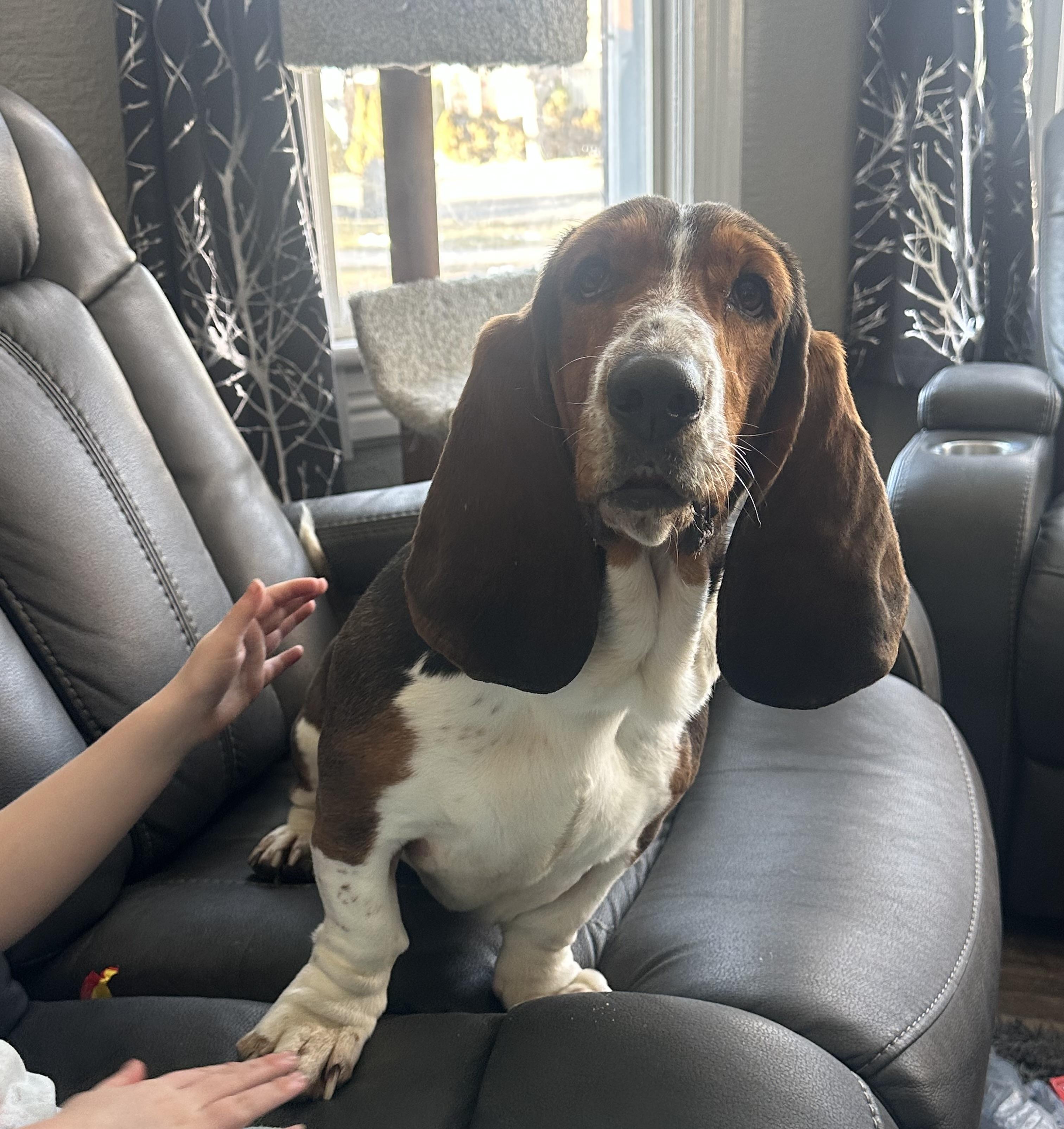 Cache Valley Bassets in Utah | Basset Hound puppies | Good Dog