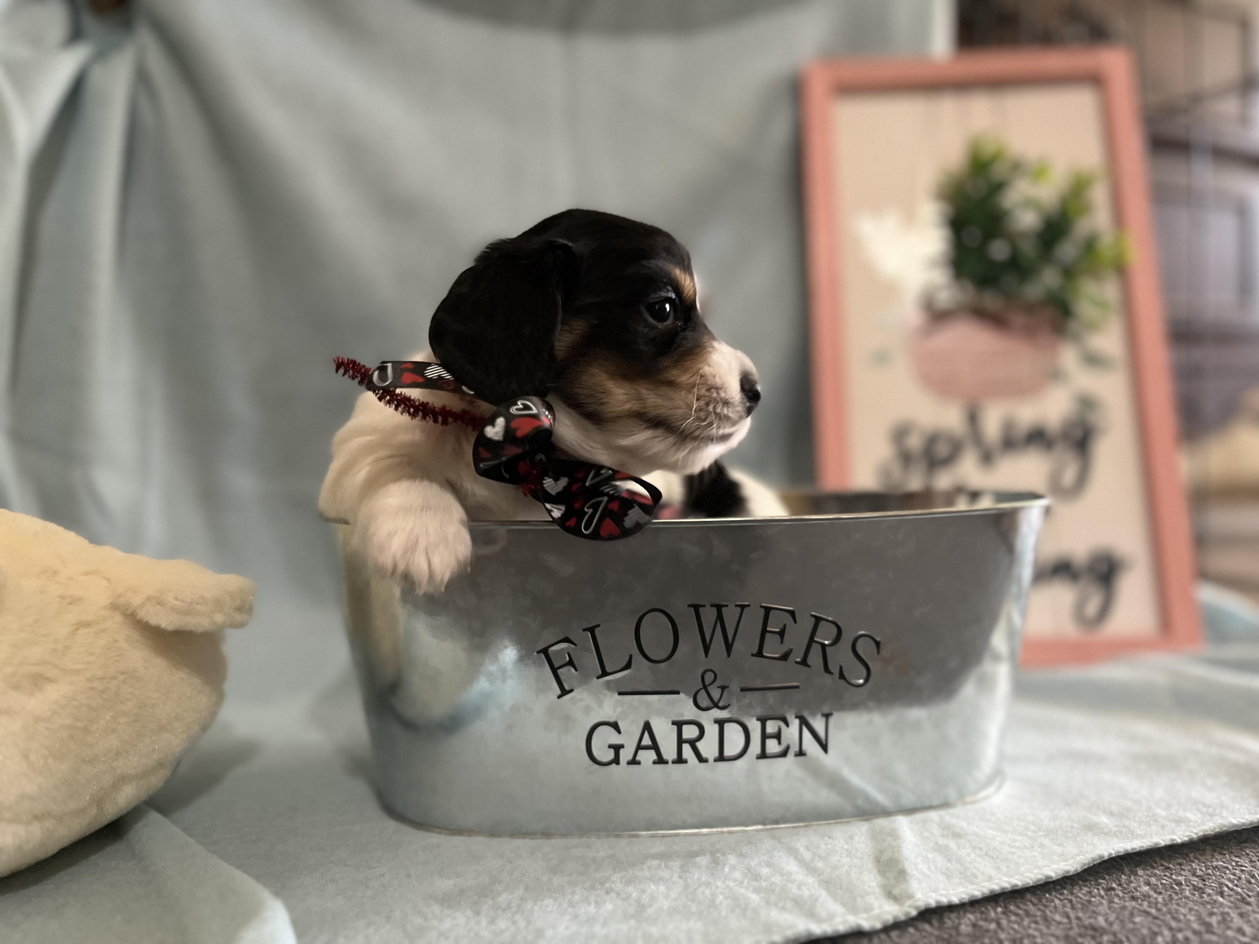 Hogan’s Lowrider Hounds in North Carolina | Dachshund puppies | Good Dog