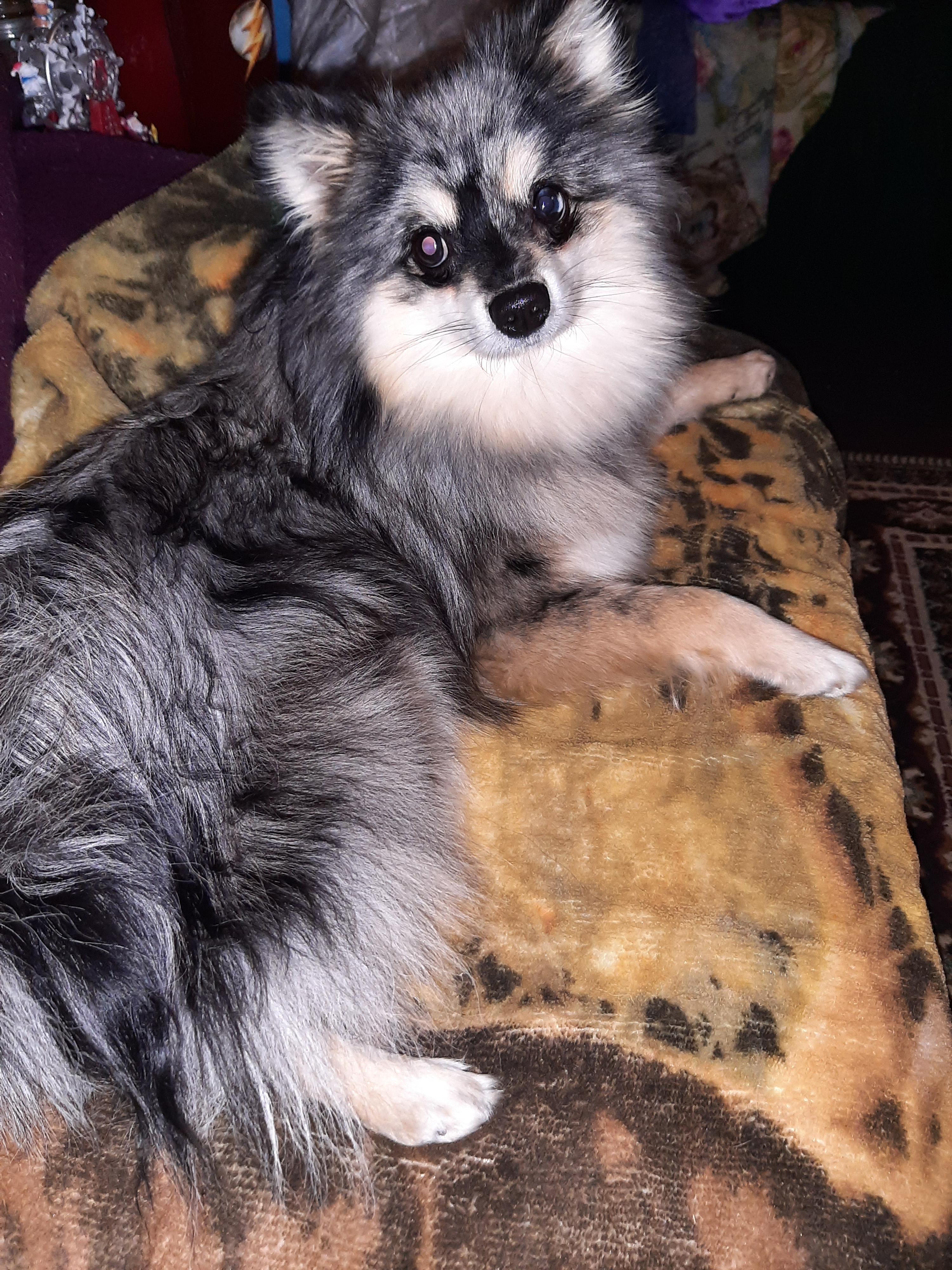 Texas Panhandle Small Pomsky Puppies in Texas | Pomsky puppies | Good Dog