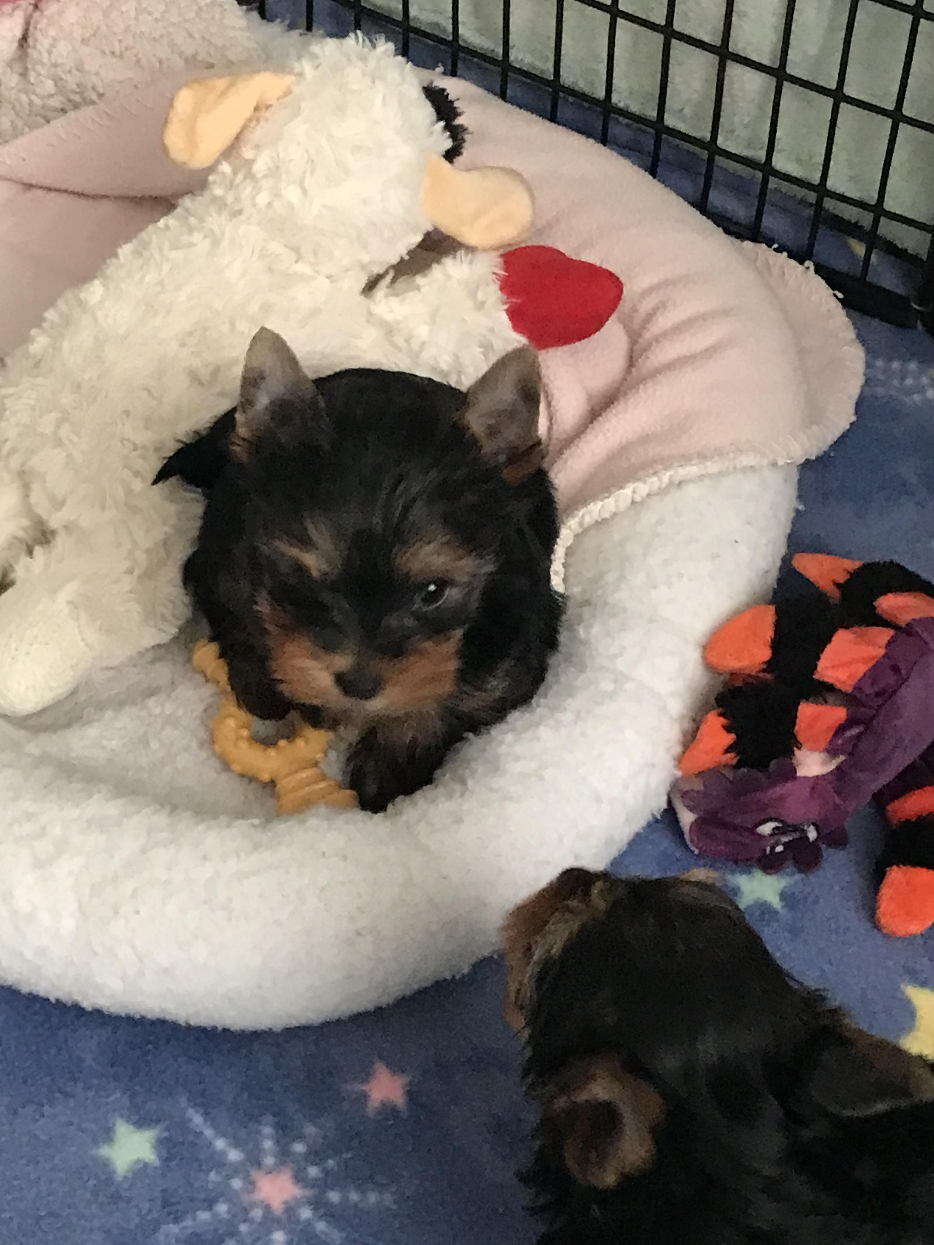 Shining Star Yorkies in Tennessee | Yorkshire Terrier puppies | Good Dog