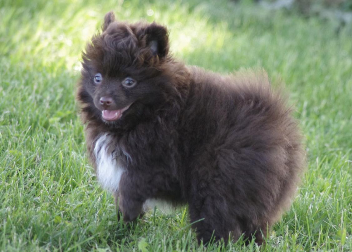White Oak Aussies in Iowa | Pomeranian and Miniature Australian ...