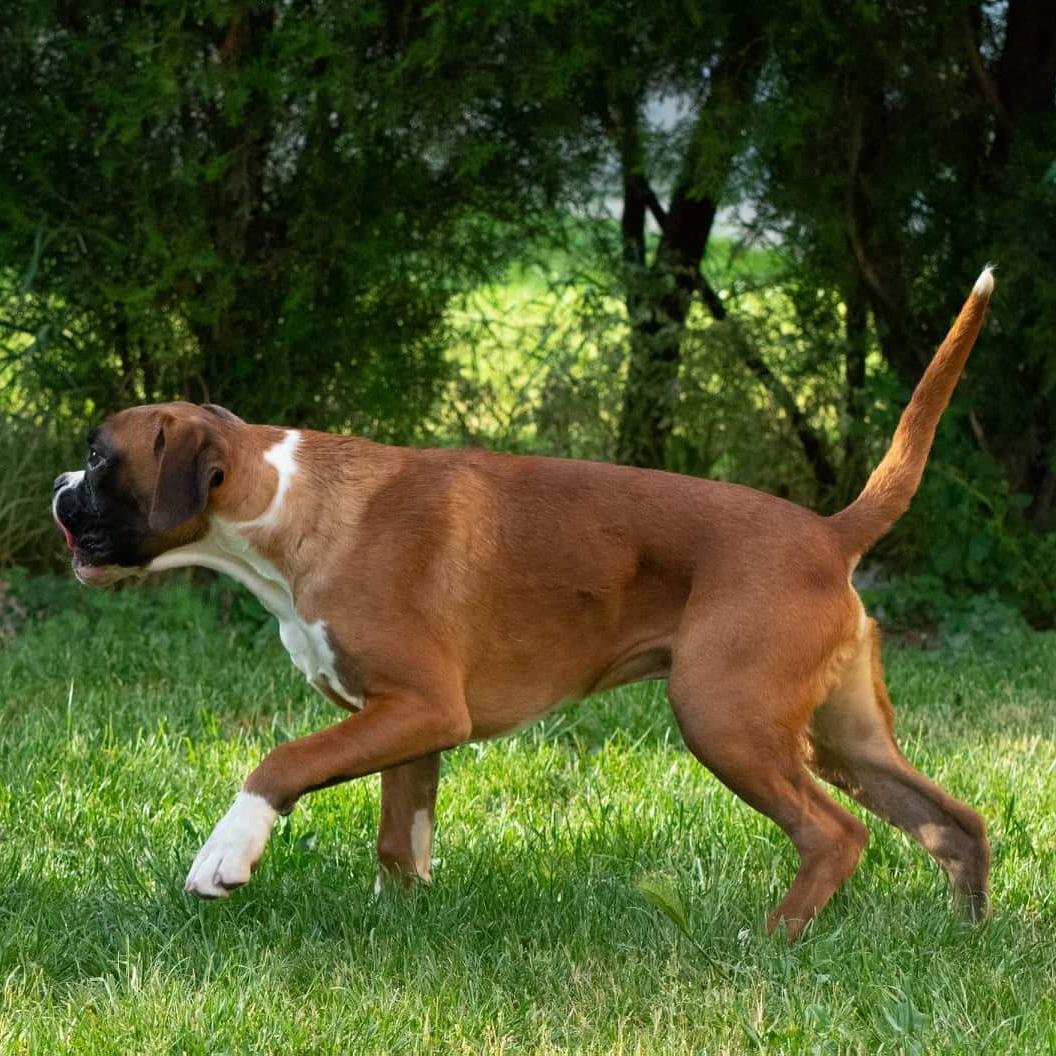 Ocean Breeze Boxers in North Carolina | Boxer puppies | Good Dog