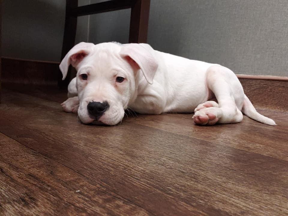 QuipTownDogos in Pennsylvania | Dogo Argentino puppies | Good Dog