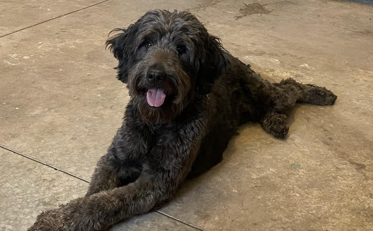 Upper Country Doodles in Utah | Goldendoodle puppies | Good Dog