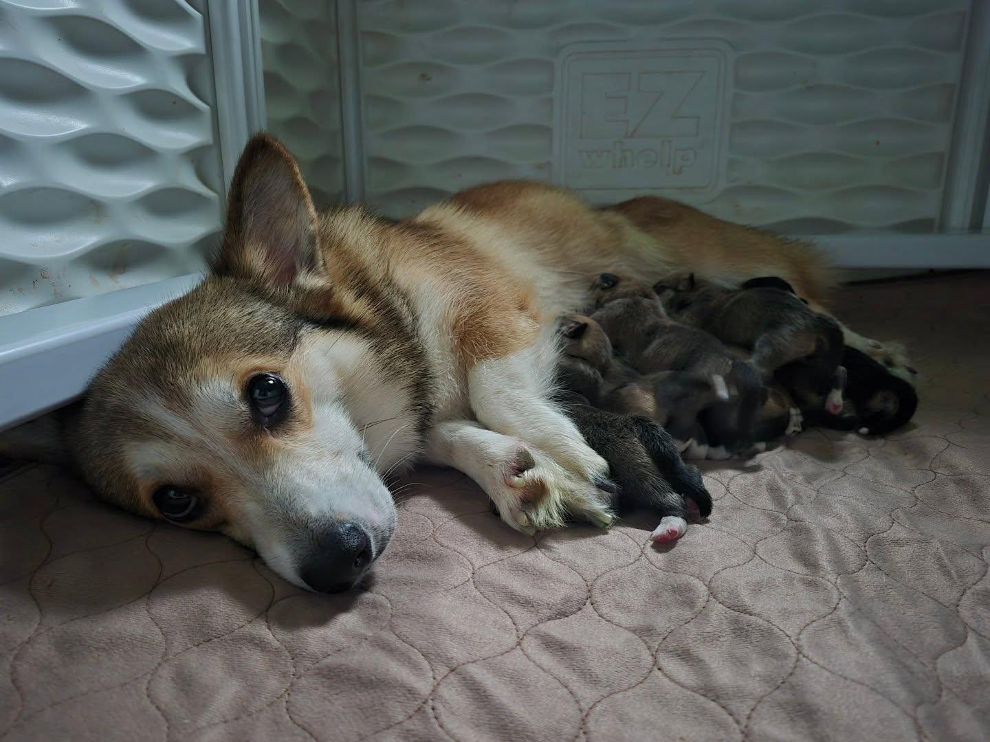 Raccoon Creek Corgis in Ohio | Pembroke Welsh Corgi puppies | Good Dog
