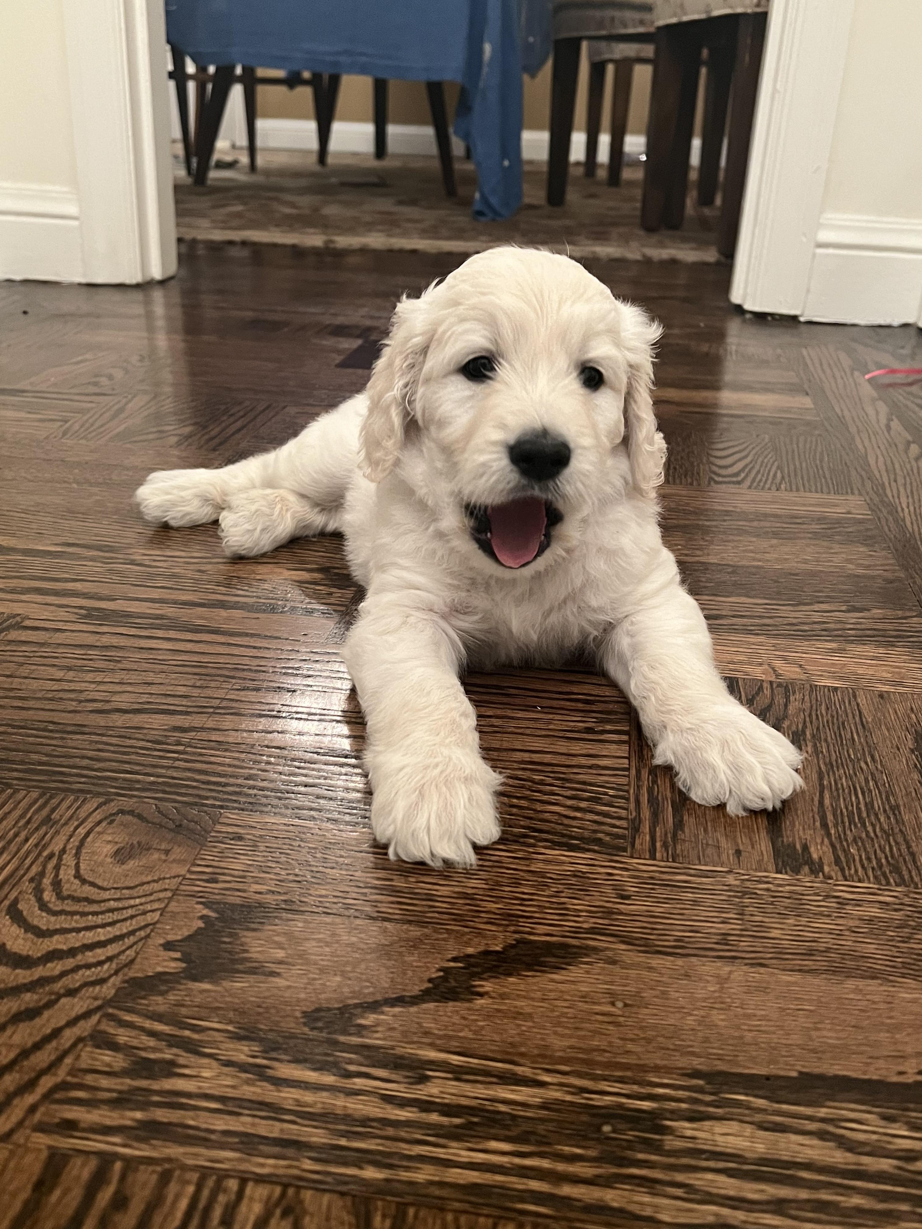 Foglight Goldendoodles in California | Goldendoodle puppies | Good Dog