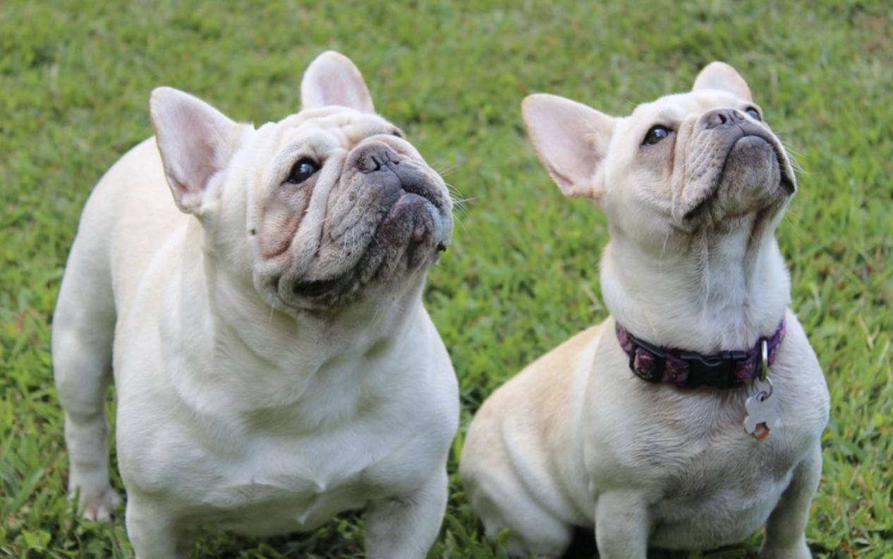 RI_finestfrenchies in Massachusetts | French Bulldog puppies | Good Dog