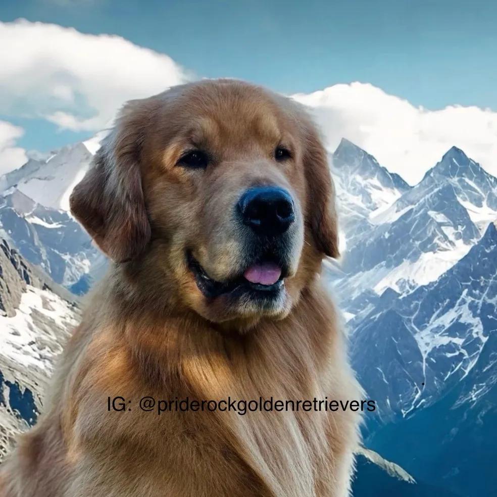 King's Golden Retrievers in Indiana | Golden Retriever puppies | Good Dog