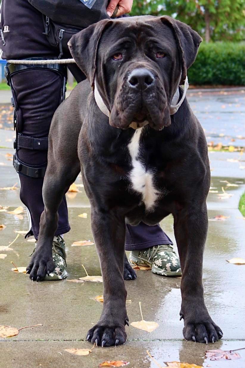 Cascade Boerboels in Washington | Boerboel puppies | Good Dog