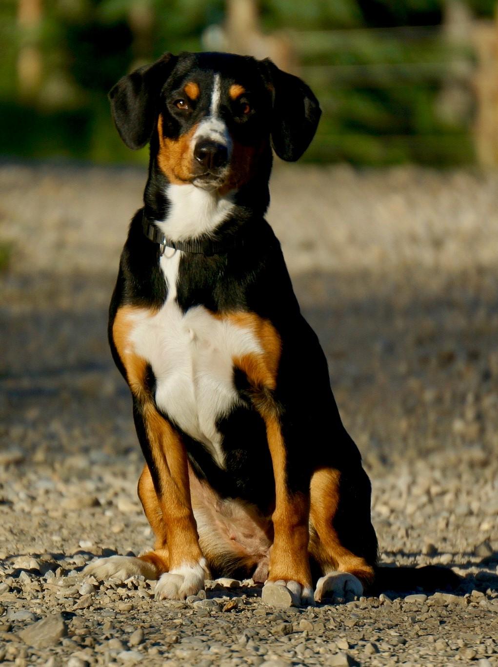 Bar TT Ranch Entlebuchers in Arizona | Entlebucher Mountain Dog puppies ...