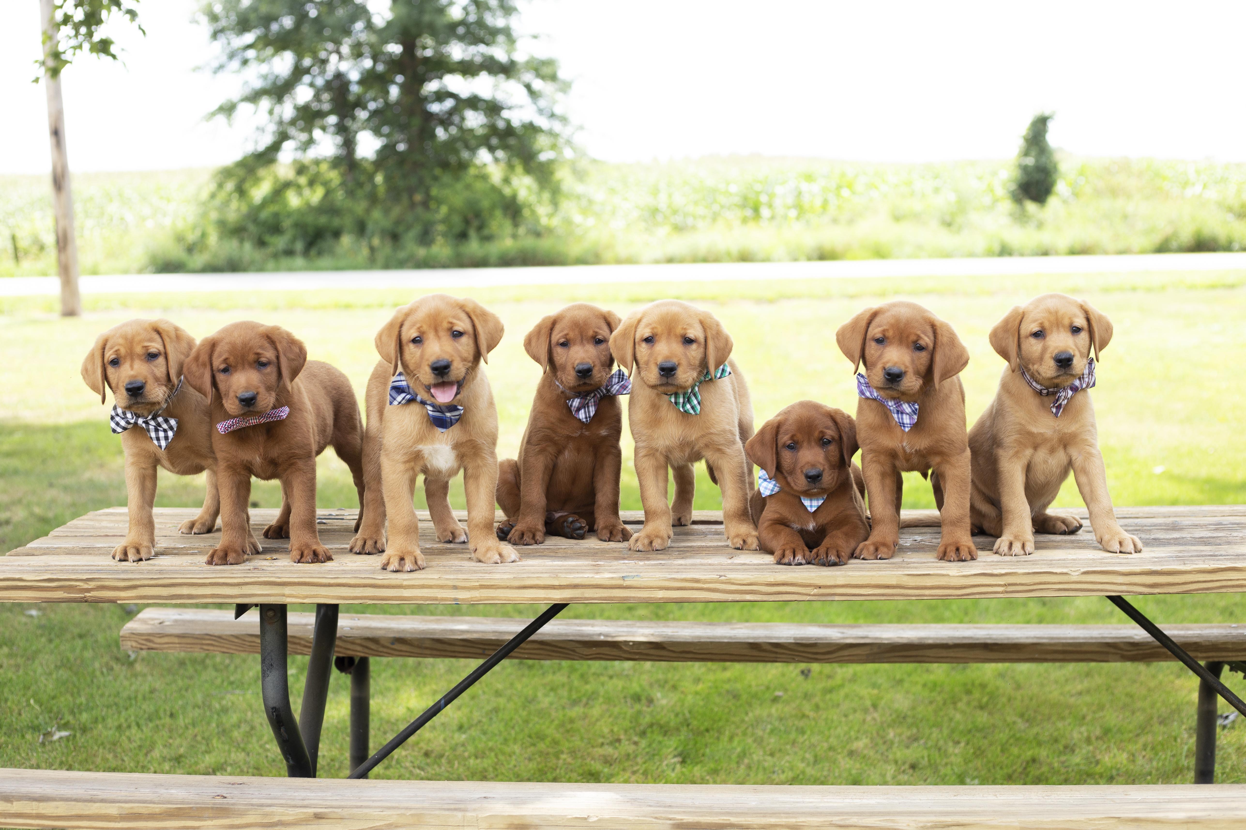 The Lab Clan in Ohio | Labrador Retriever puppies | Good Dog