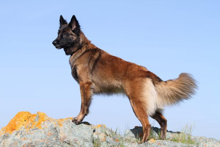 En Hommage Belgian Shepherds in Massachusetts | Belgian Tervuren ...