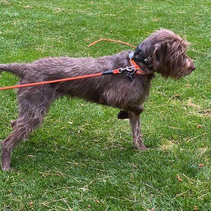Bridge 99 Pudelpointers in Oregon | Pudelpointer puppies | Good Dog