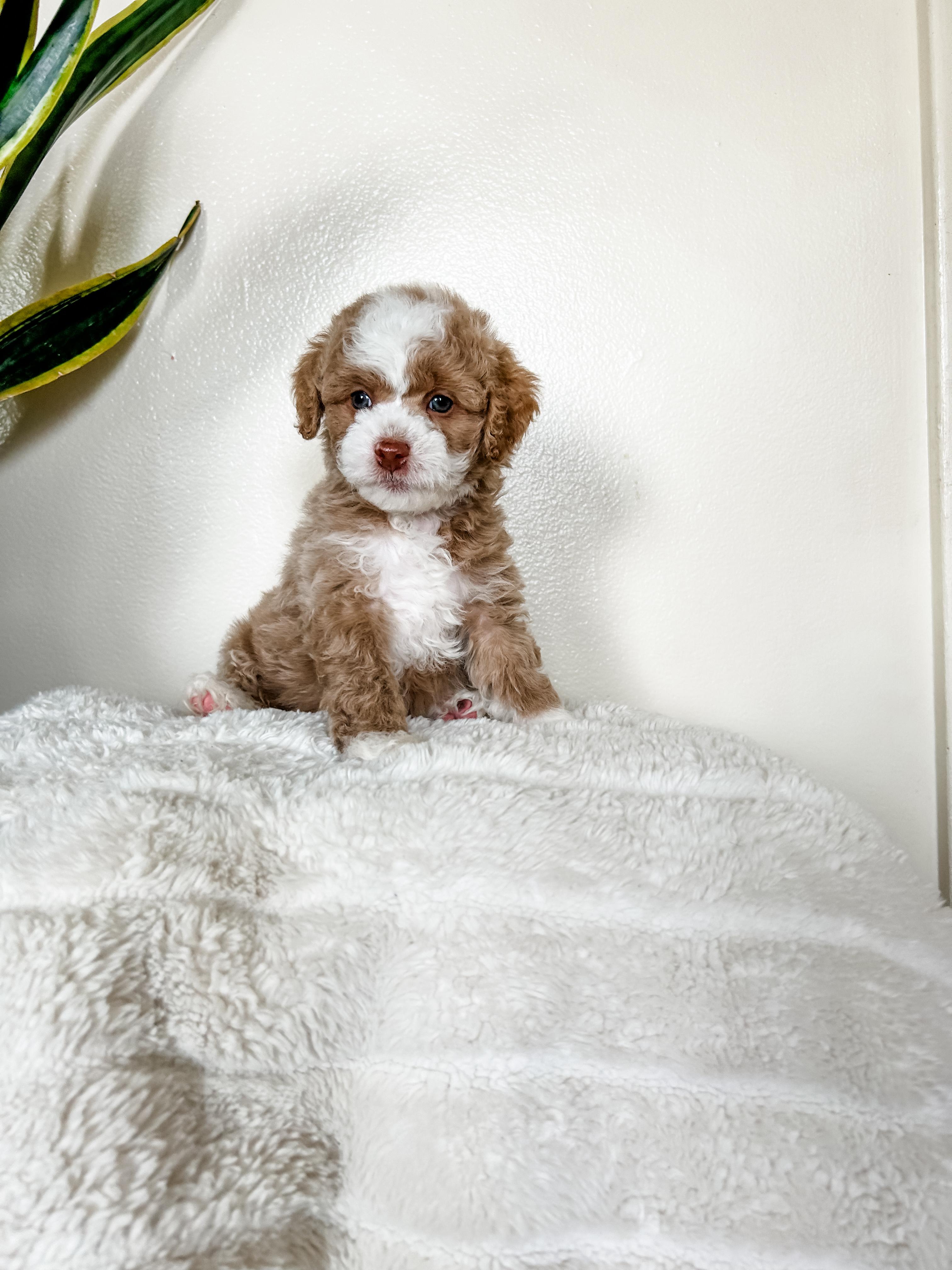Cockapoo Puppies and Co. in Pennsylvania | Cockapoo puppies | Good Dog