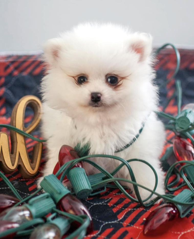 Doc’s Little Poms in Missouri | Pomeranian puppies | Good Dog