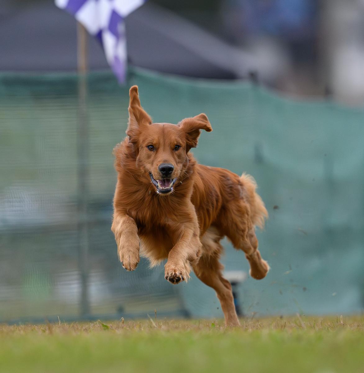 O’Shields Golden Paws in South Carolina | Golden Retriever puppies ...