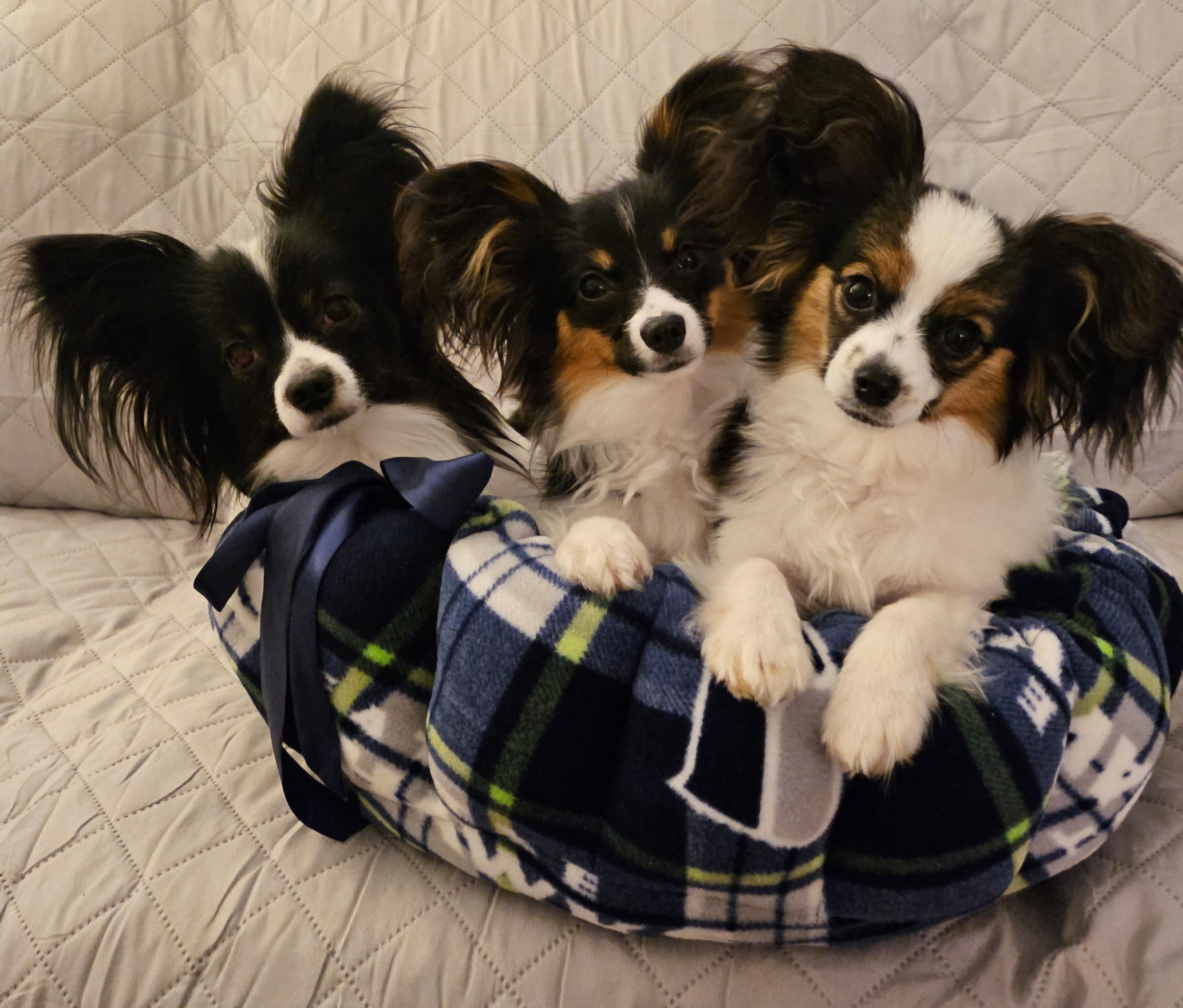 Finale Farm Papillons in Washington | Papillon puppies | Good Dog