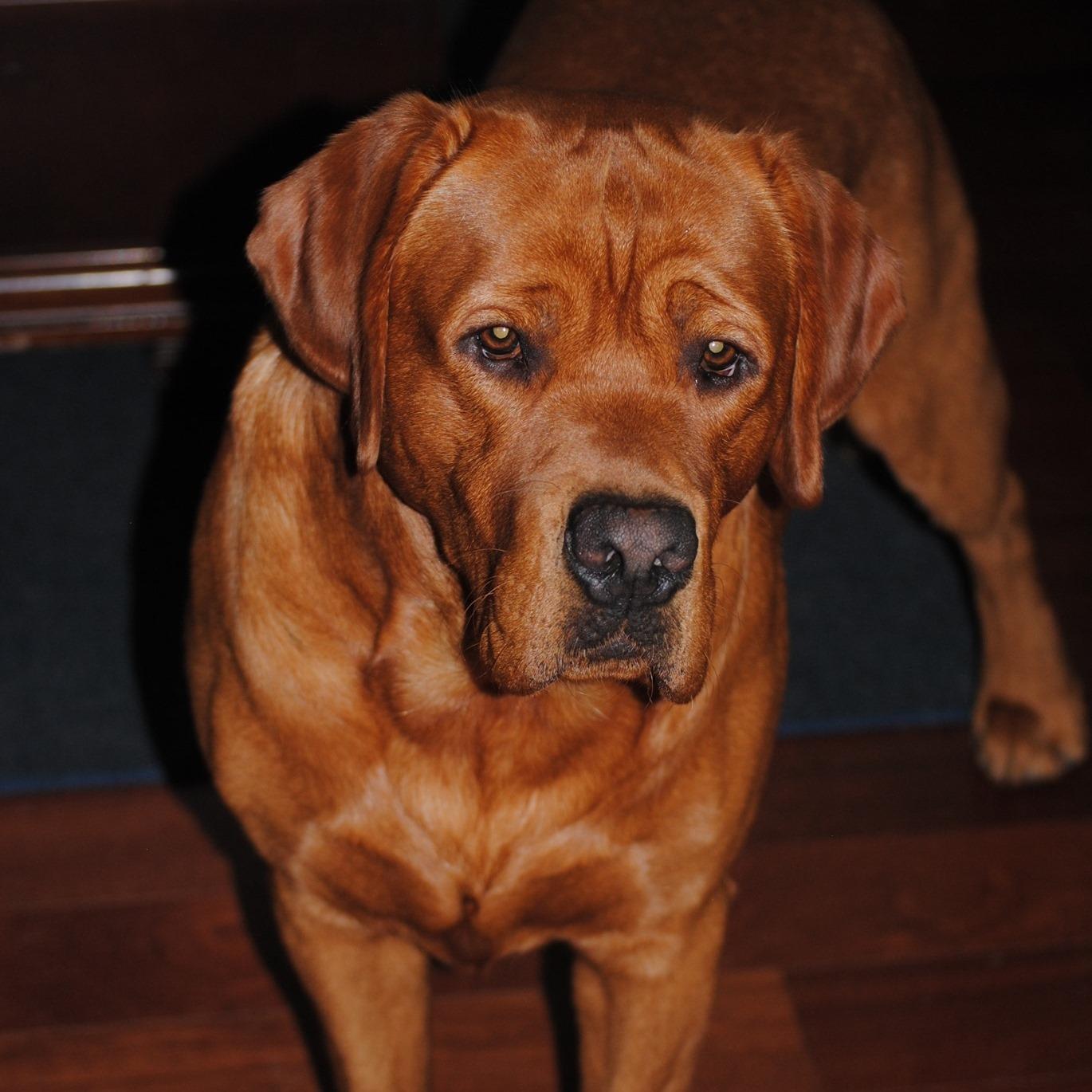 Gentry Labs in California | Labrador Retriever puppies | Good Dog