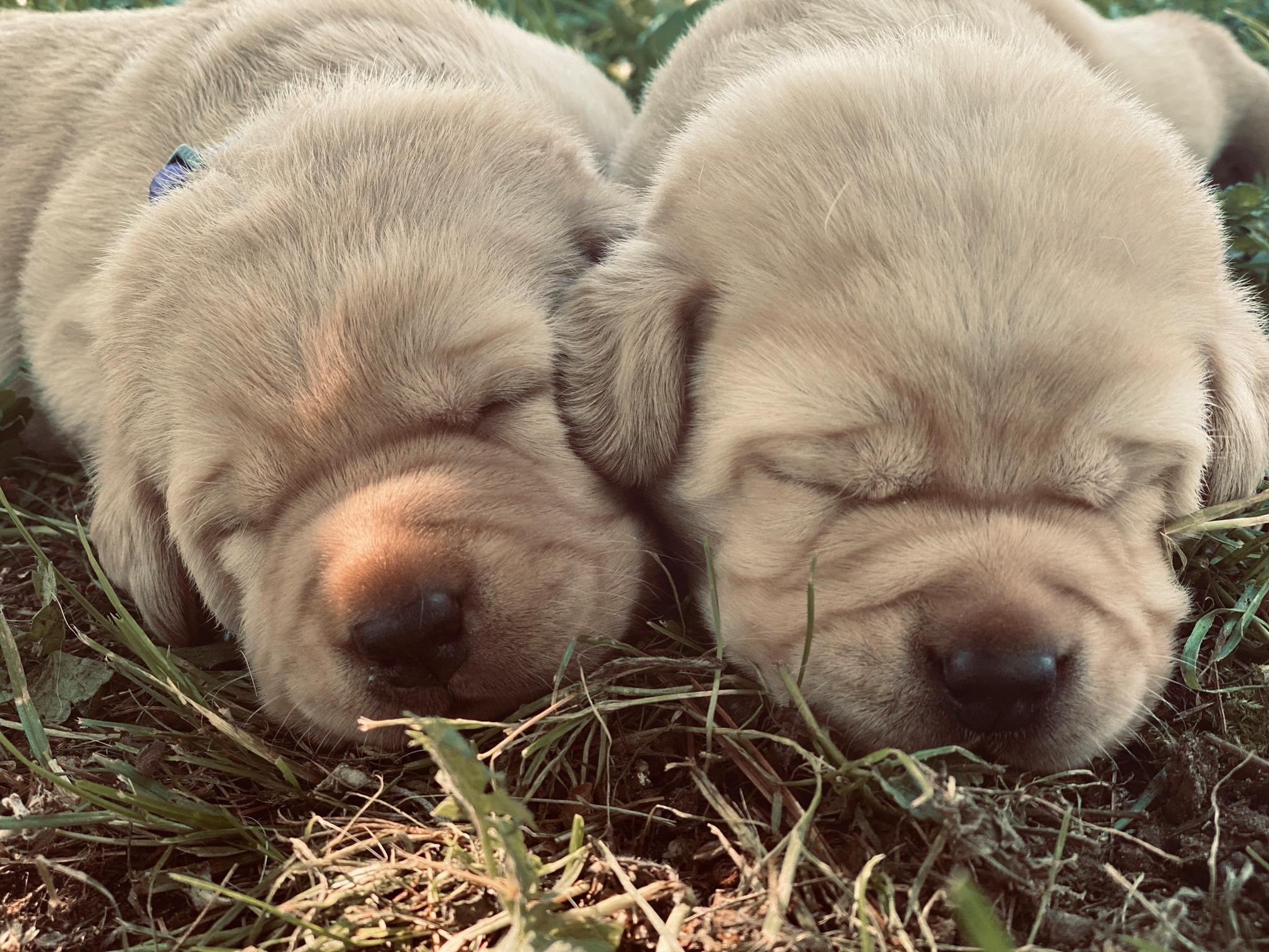 One Willow Labradors in Maine | Labrador Retriever puppies | Good Dog