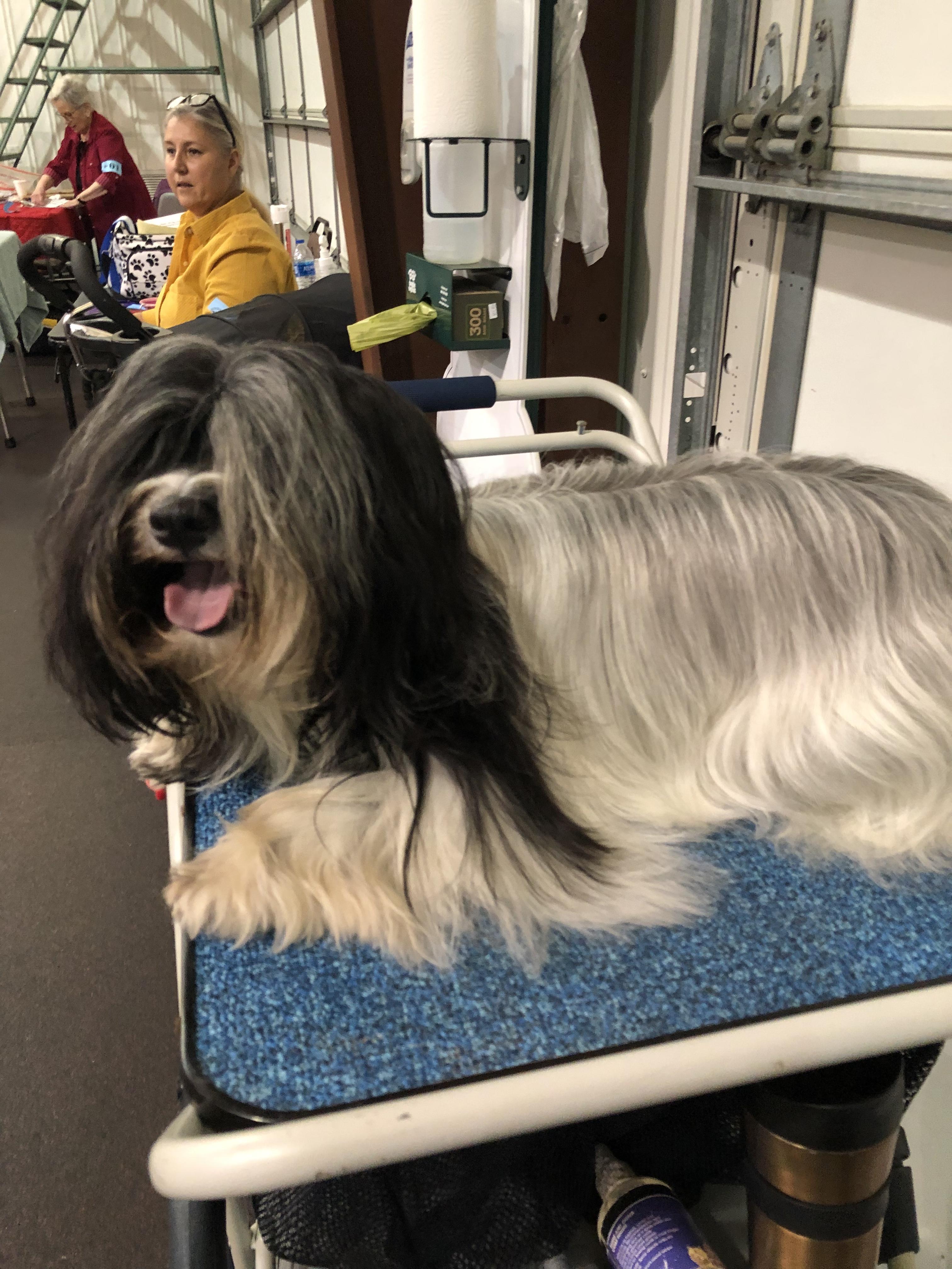 BellaLuz Havana Silk Dogs in Virginia | Havana Silk Dog puppies | Good Dog