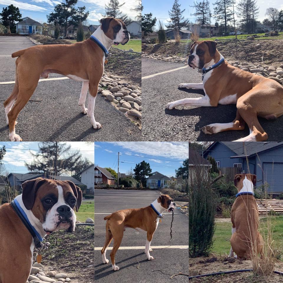 Vincent's Pride Boxers in Oregon | Boxer puppies | Good Dog
