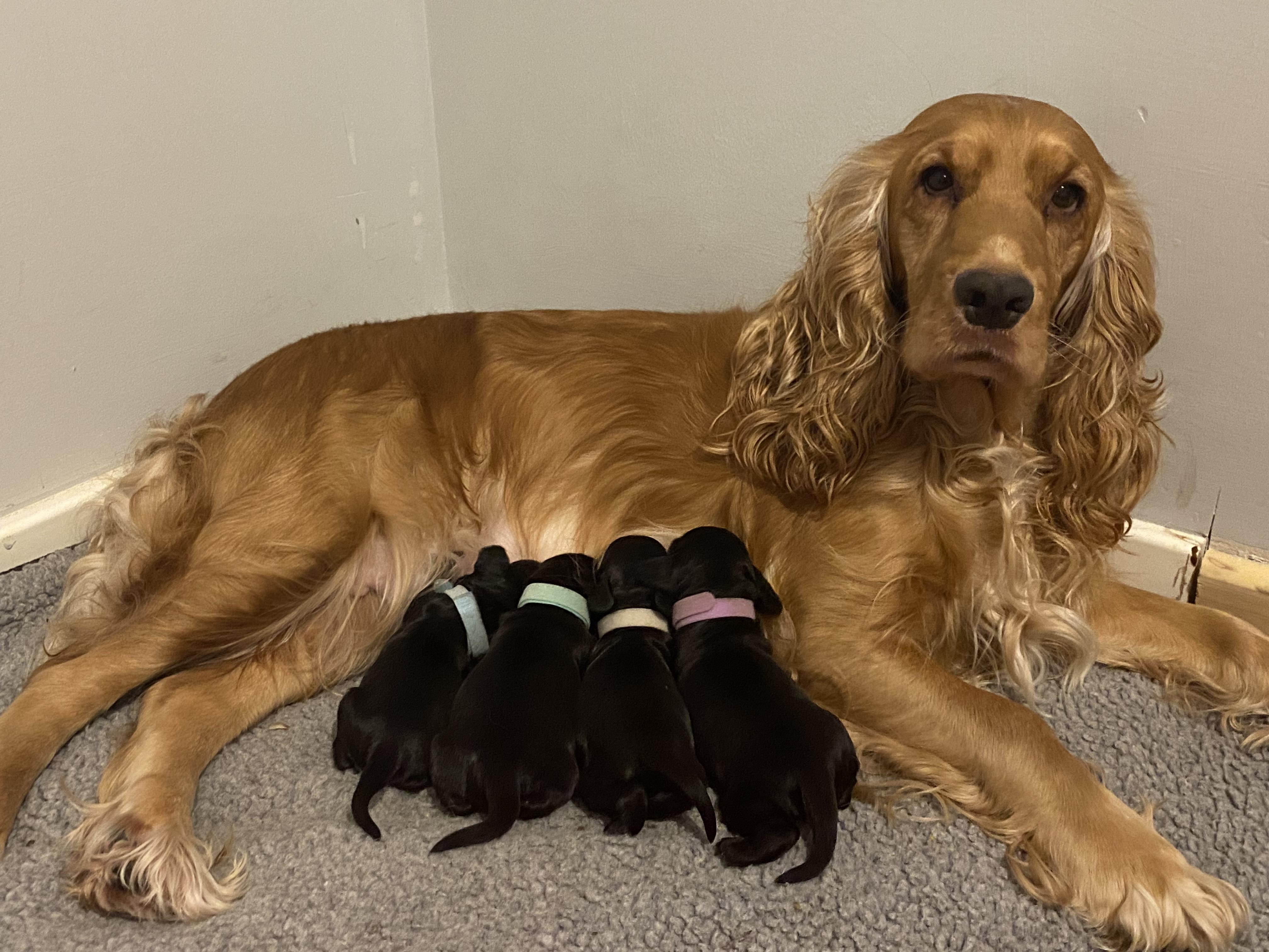 Beverley Phillips's Cocker Spaniels in | Cocker Spaniel puppies | Good Dog