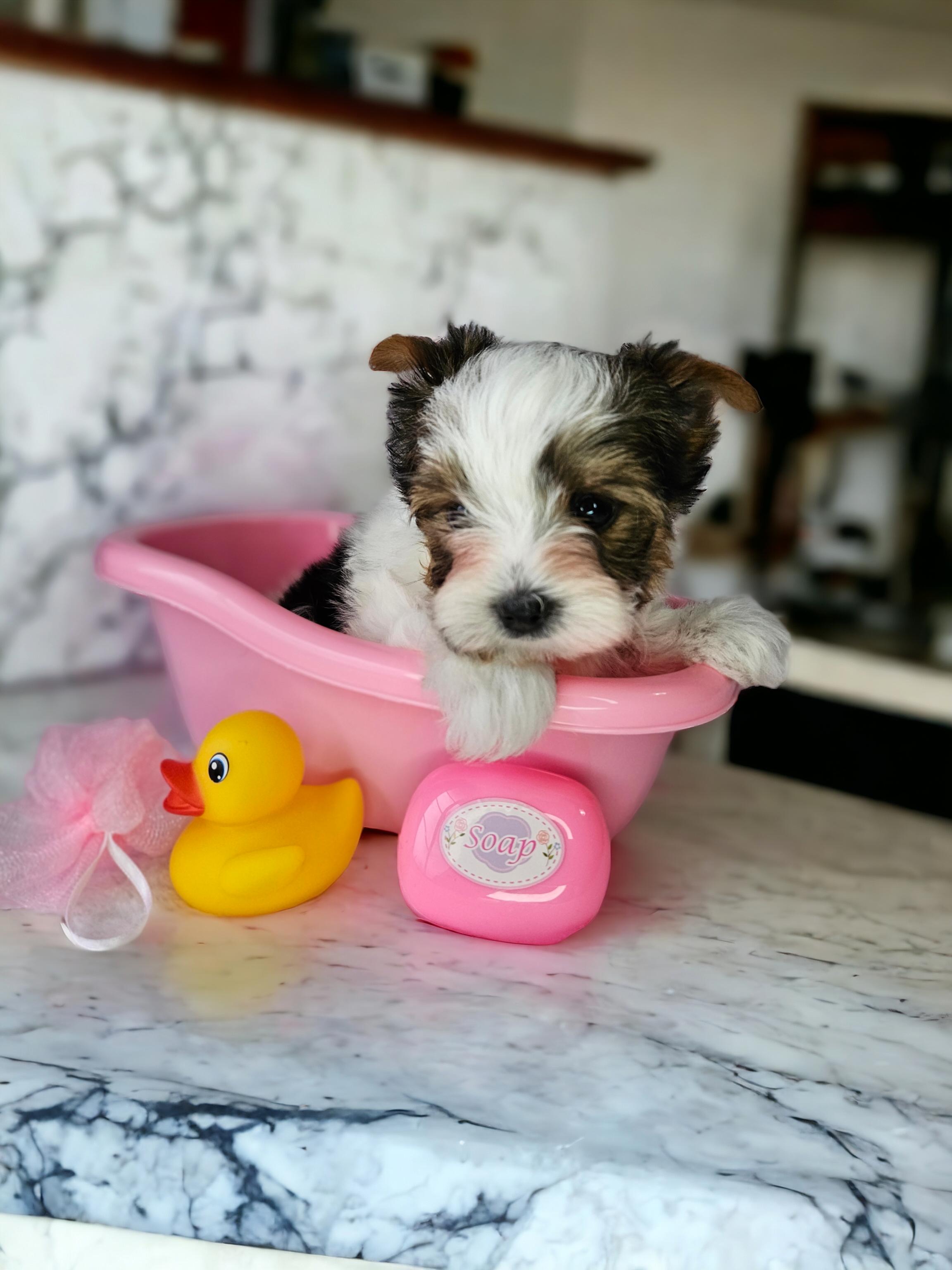 Lady A's Yorkies in Texas | Yorkshire Terrier puppies | Good Dog