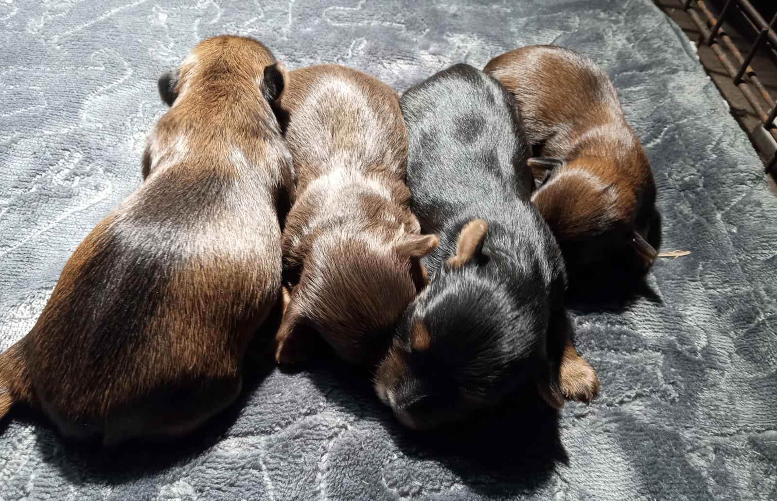 Yorkies of Color in Louisiana | Yorkshire Terrier puppies | Good Dog