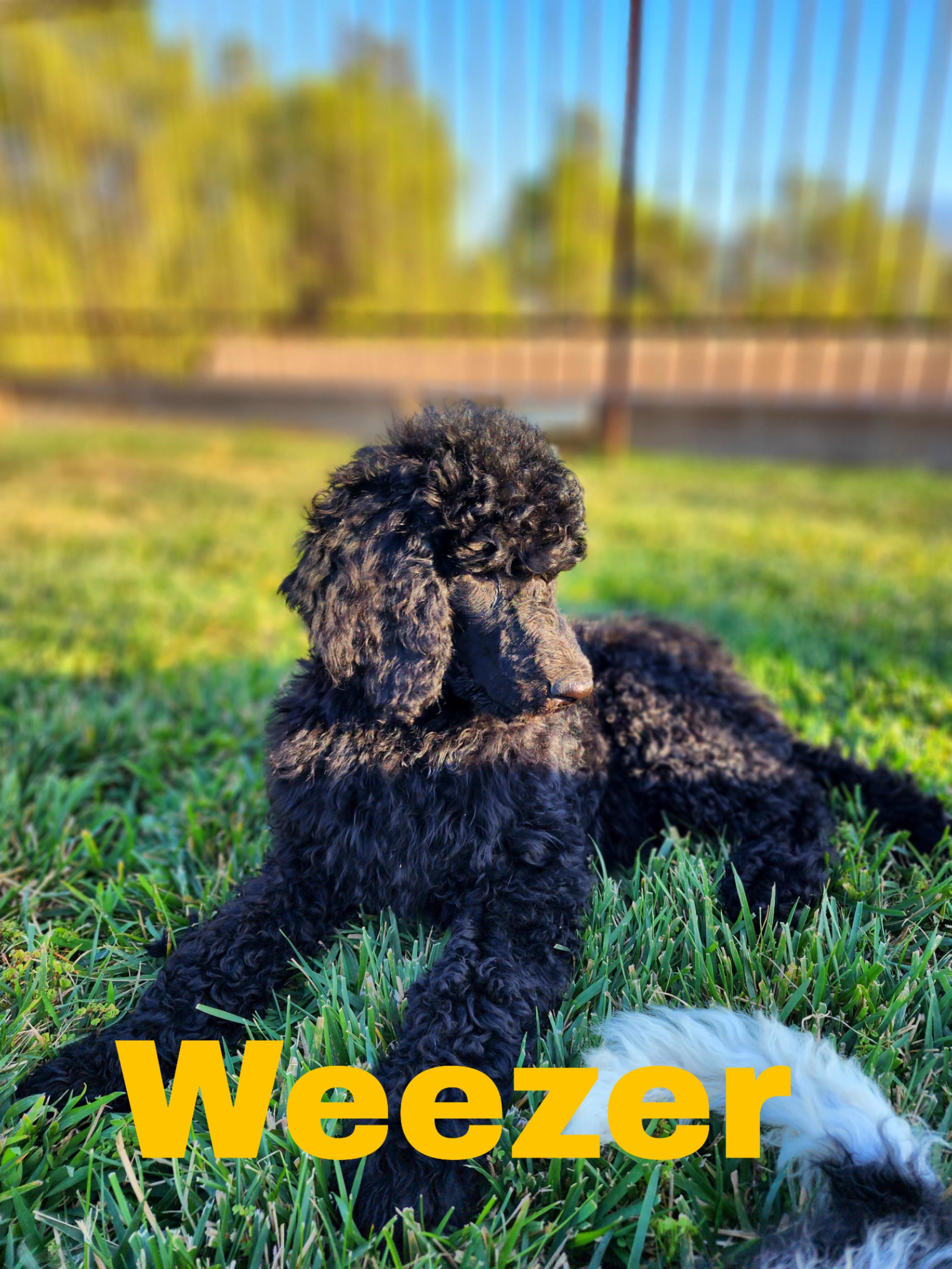 Musical Poodles in California | Poodle puppies | Good Dog