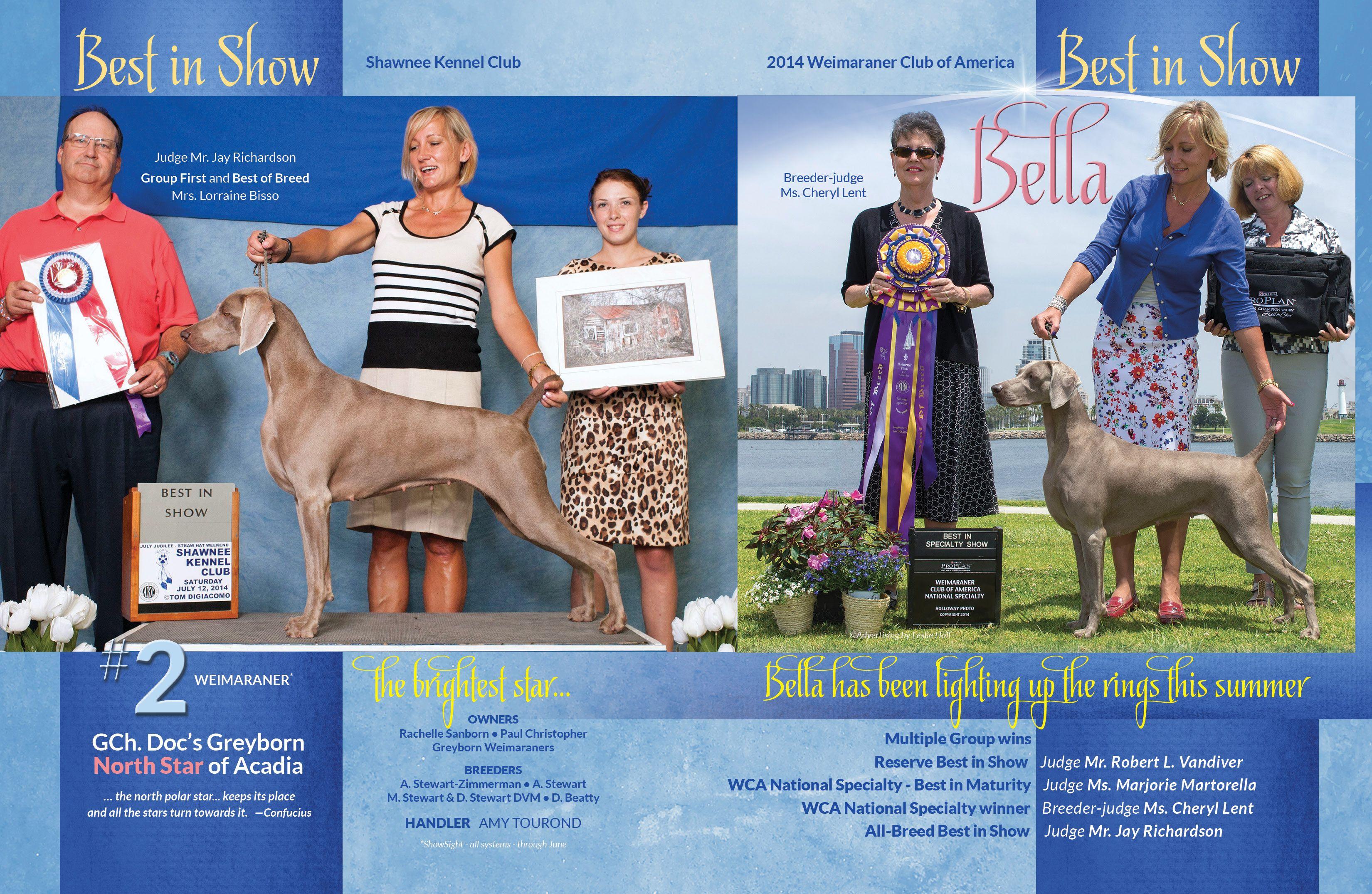 Greyborn Weimaraners in Florida | Weimaraner puppies | Good Dog