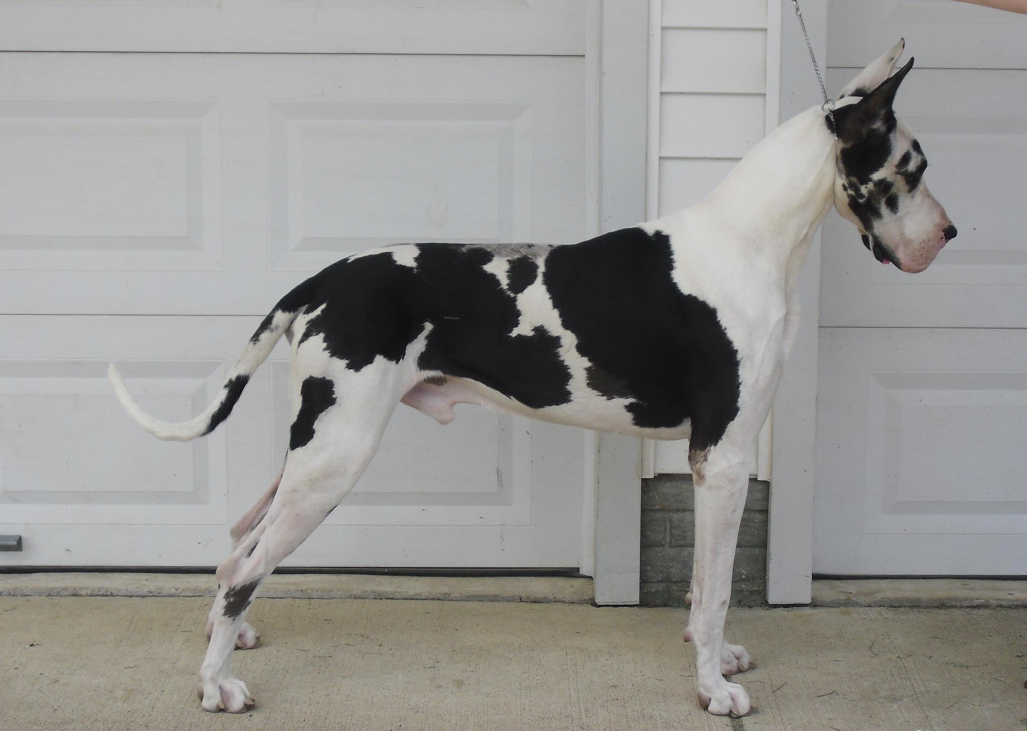 Sweet Baby Danes in West Virginia | Great Dane puppies | Good Dog