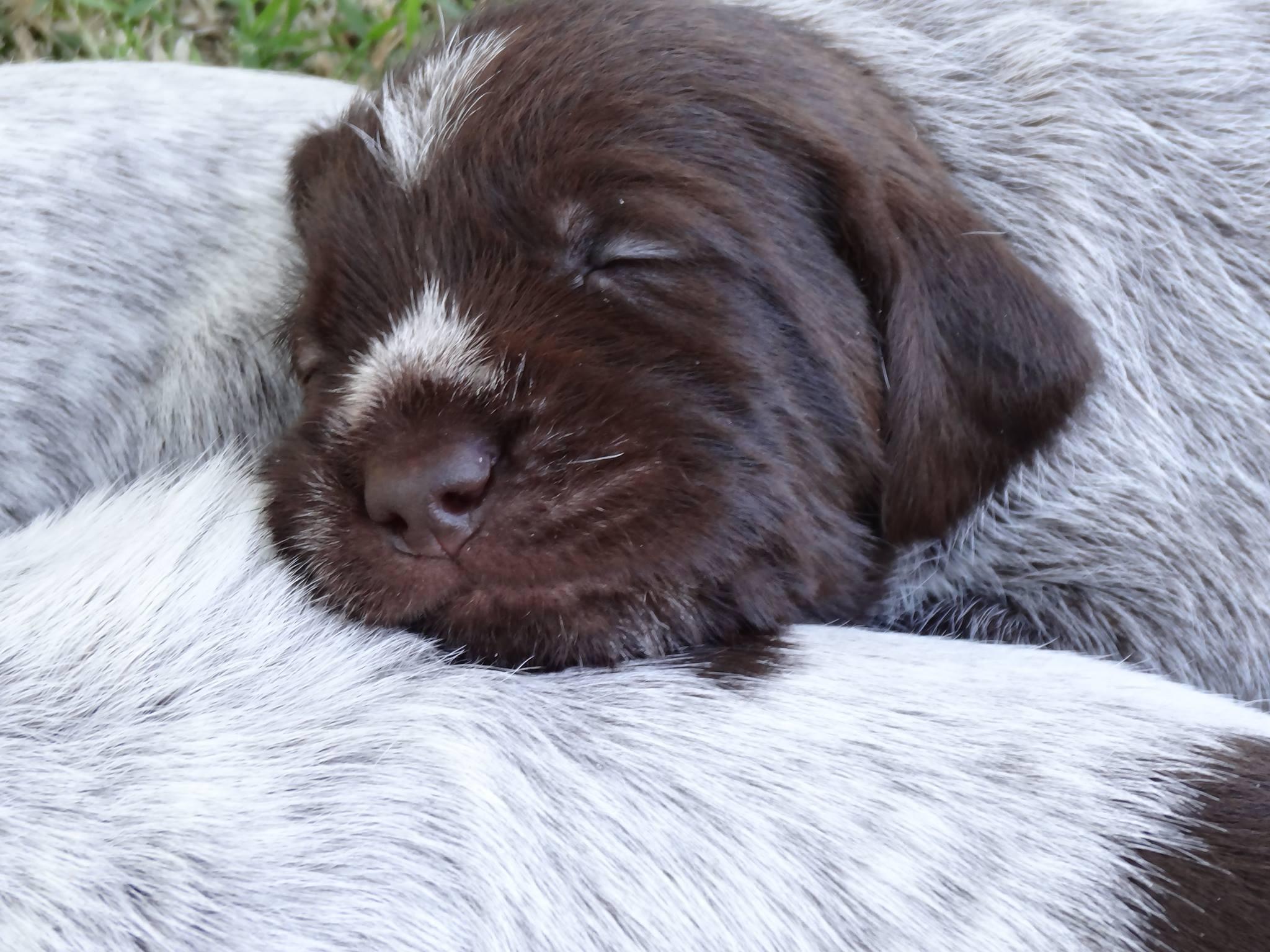 Agassiz Wirehaired Pointing Griffons in Arizona | Wirehaired Pointing ...