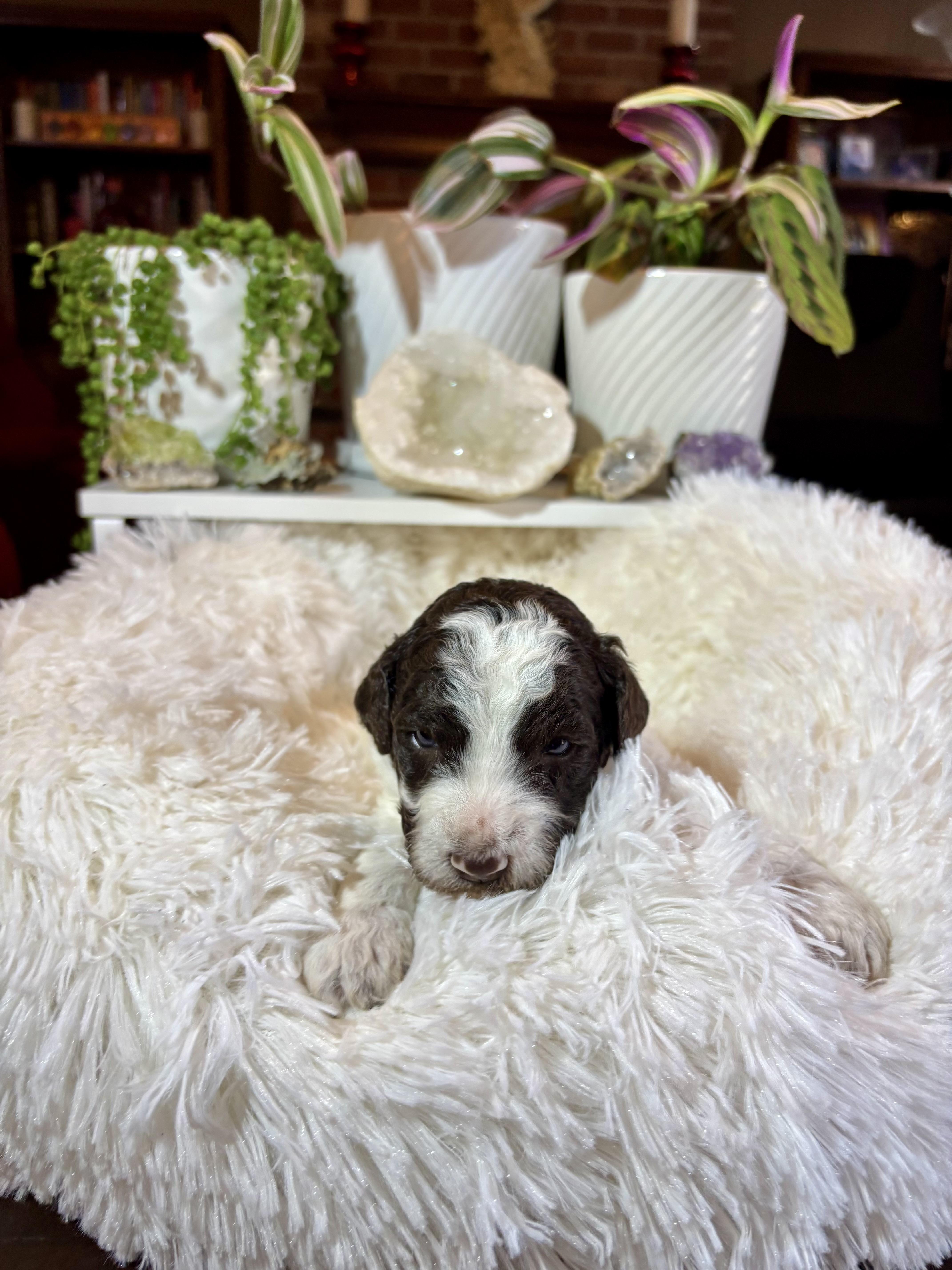 Daisys Doodles in Oregon | Aussiedoodle puppies | Good Dog