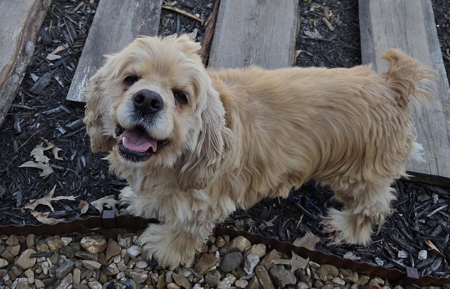 Lake Area Cuddly Cockers in Arkansas | Cocker Spaniel puppies | Good Dog