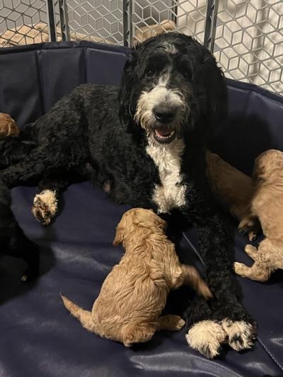 Prairie Bernedoodles in Oklahoma | Bernedoodle puppies | Good Dog