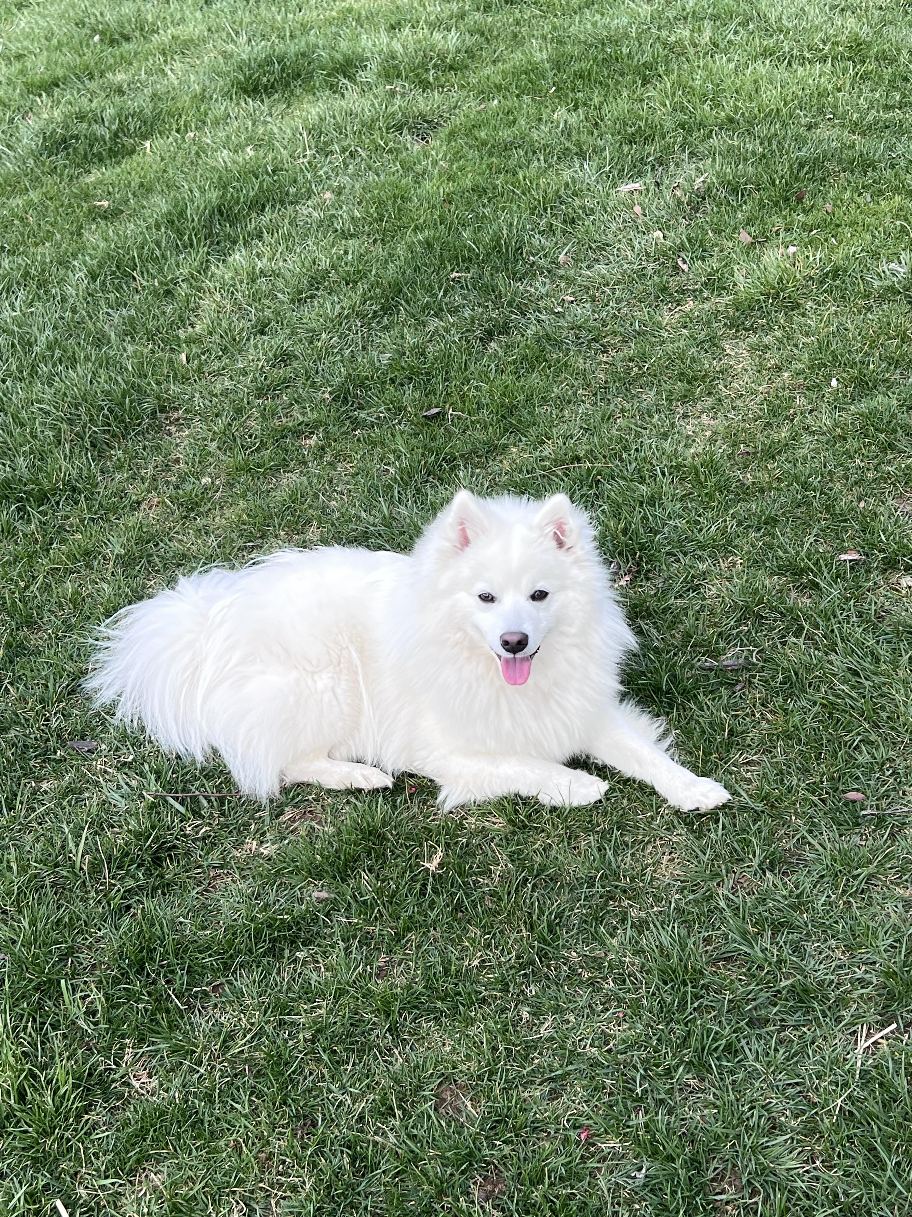Mika Japanese Spitz in Ohio | Japanese Spitz puppies | Good Dog