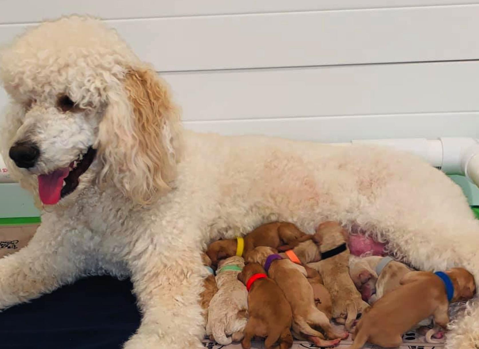 Diamond-Doodles in California | Goldendoodle puppies | Good Dog