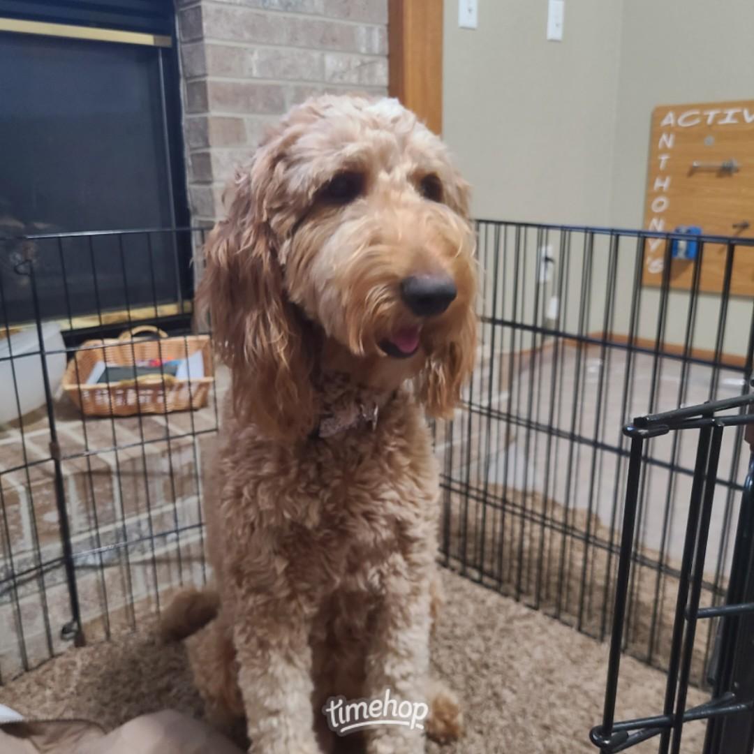 Doodle Den in Michigan | Goldendoodle puppies | Good Dog