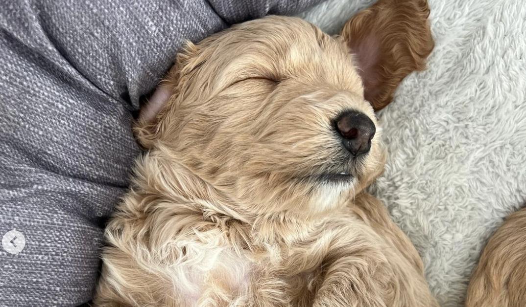 Bailey’s Goldendoodles in Indiana | Goldendoodle puppies | Good Dog