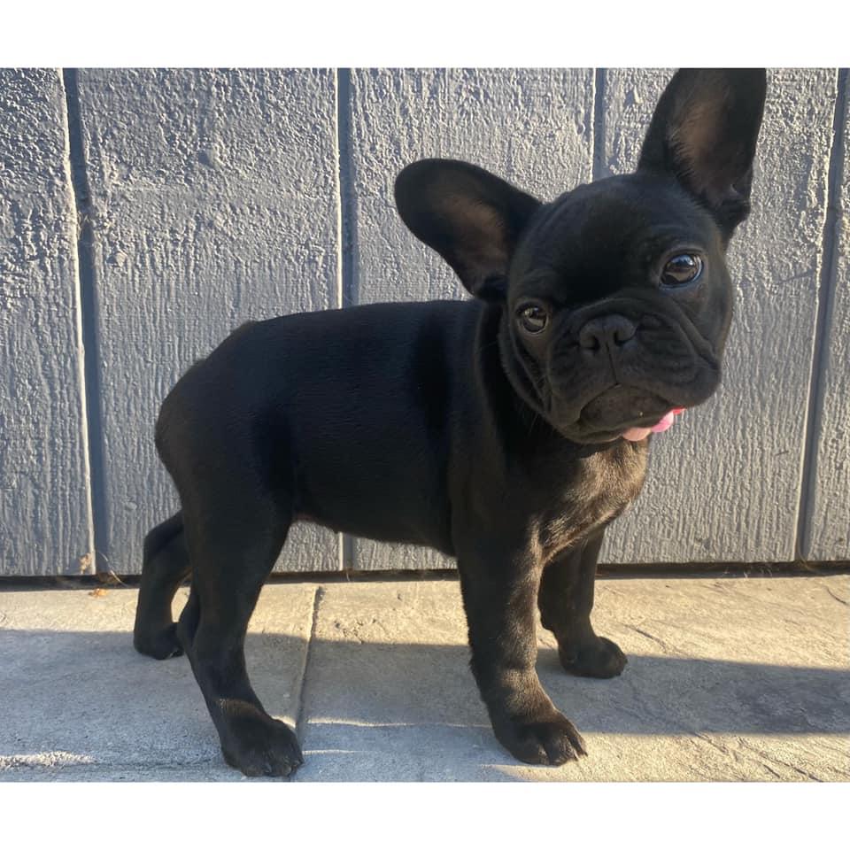 Santa Cruz French Bulldogs in California | French Bulldog puppies ...