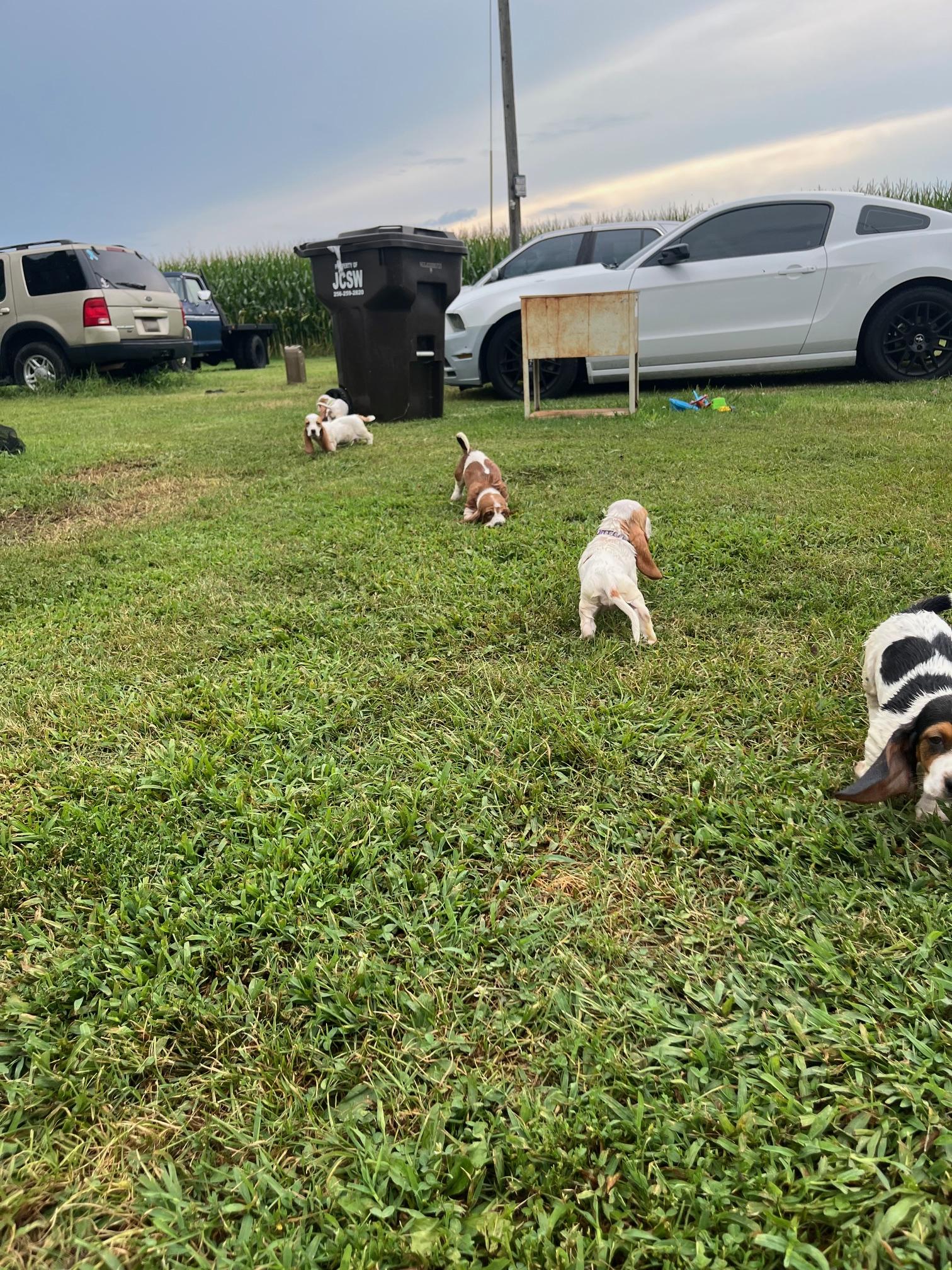 Synbella's Charming Basset's in Alabama | Basset Hound puppies | Good Dog