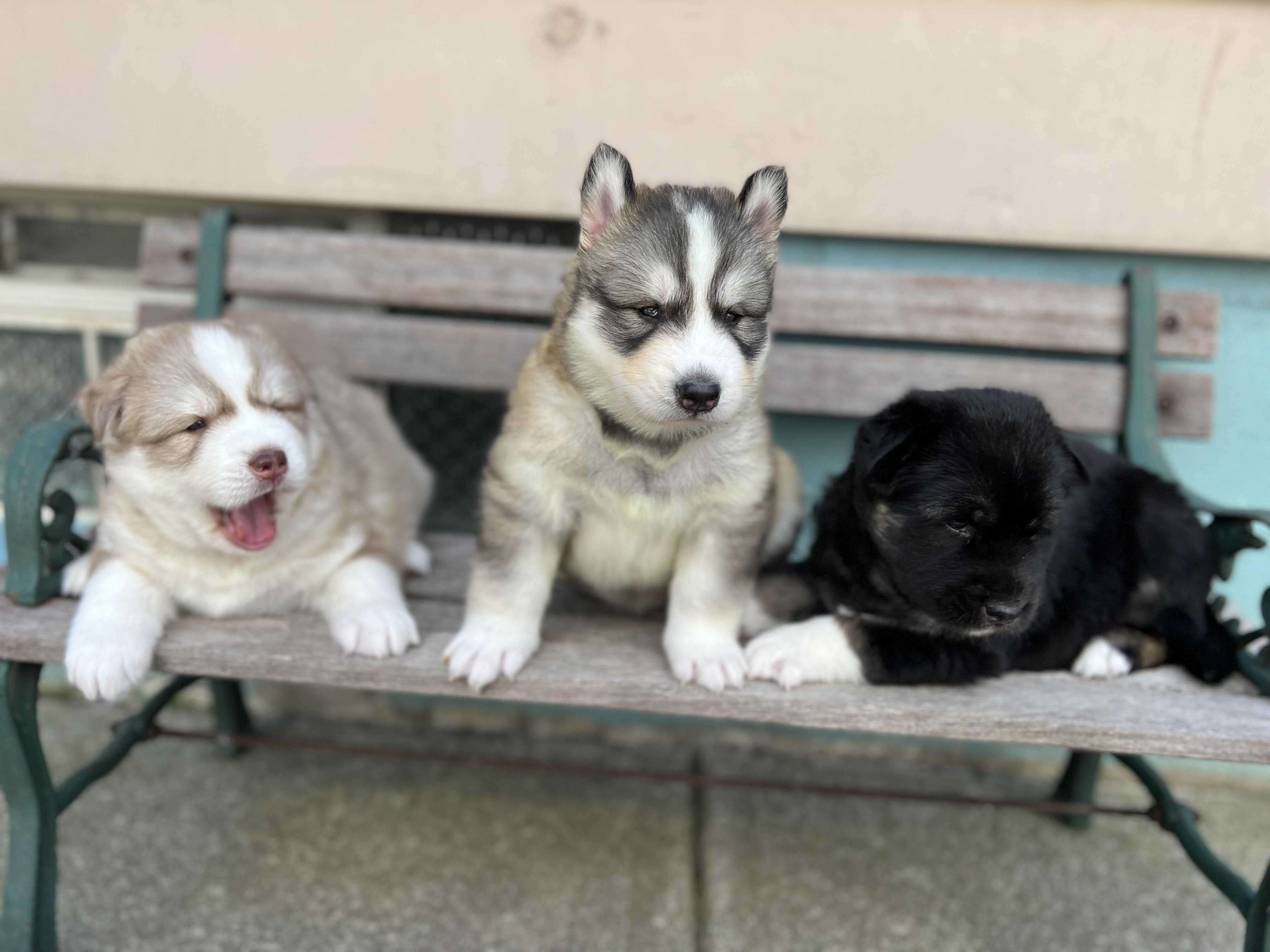 The Land Siberians in Florida | Siberian Husky puppies | Good Dog