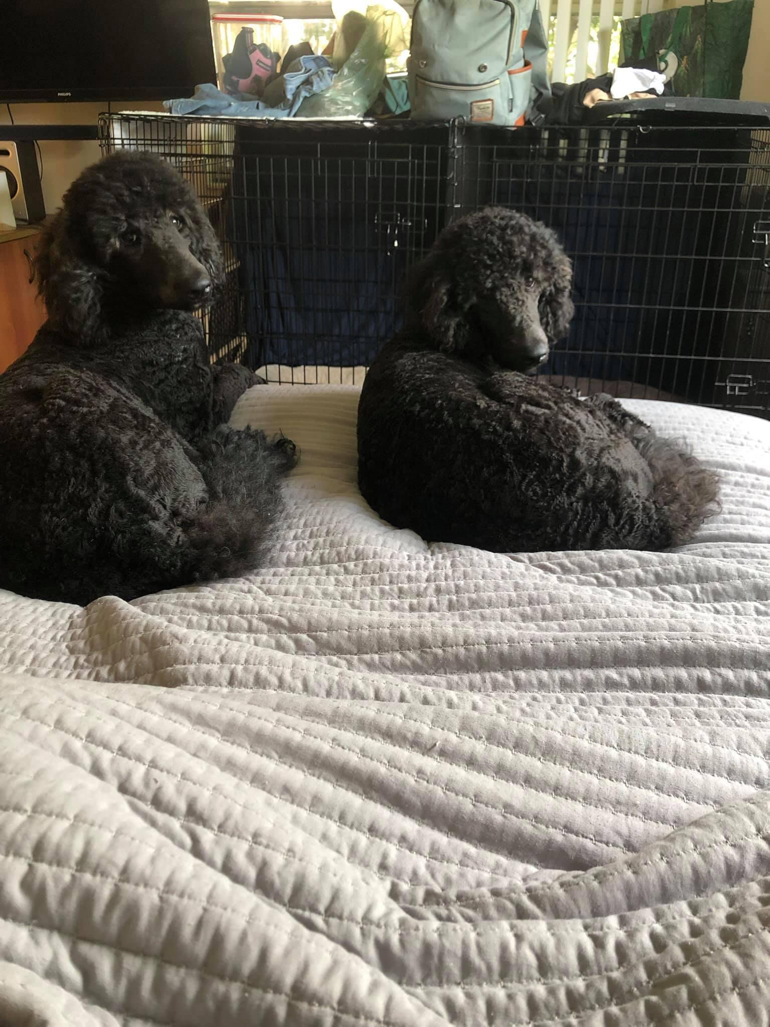 Lyon Luxury Poodles in Alabama | Poodle puppies | Good Dog